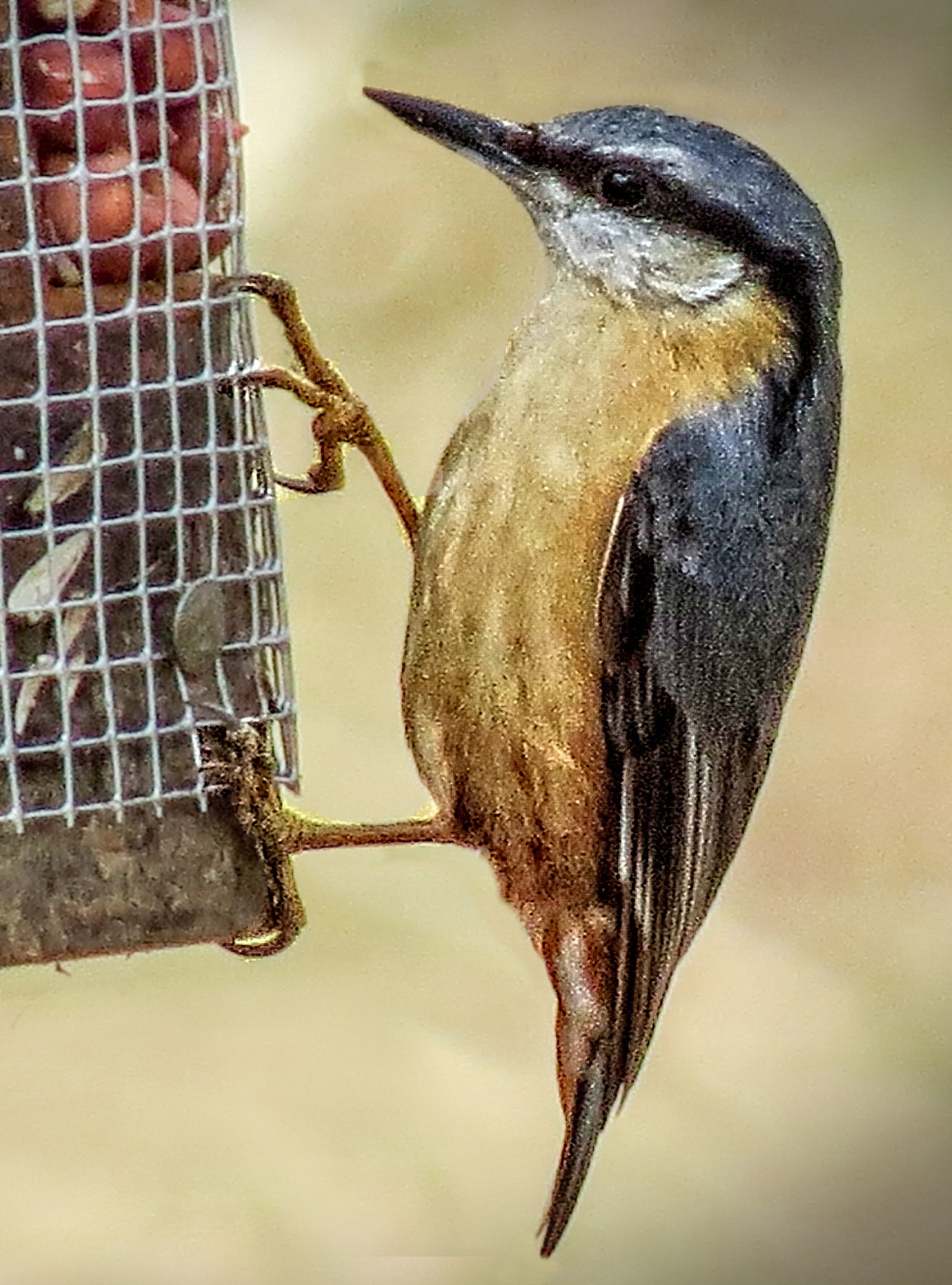 Weekly Photography Challenge - Birds