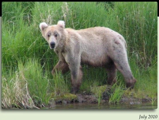 Disqus - Brown Bear Cam - Brooks Falls in Katmai National Park ...