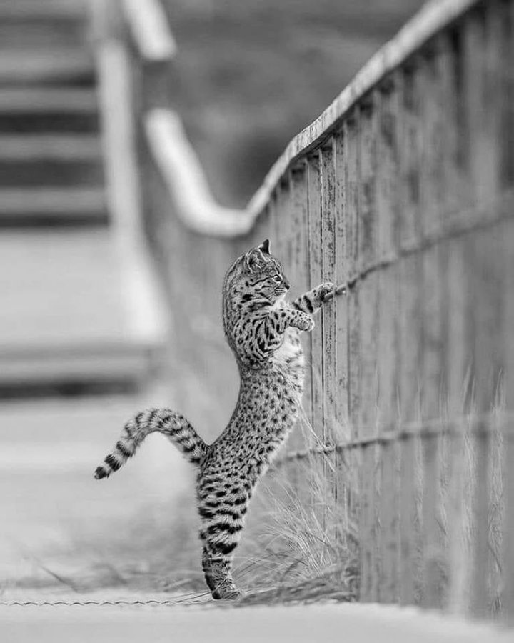 Saturday July 5th - Open Thread - The Last Refuge