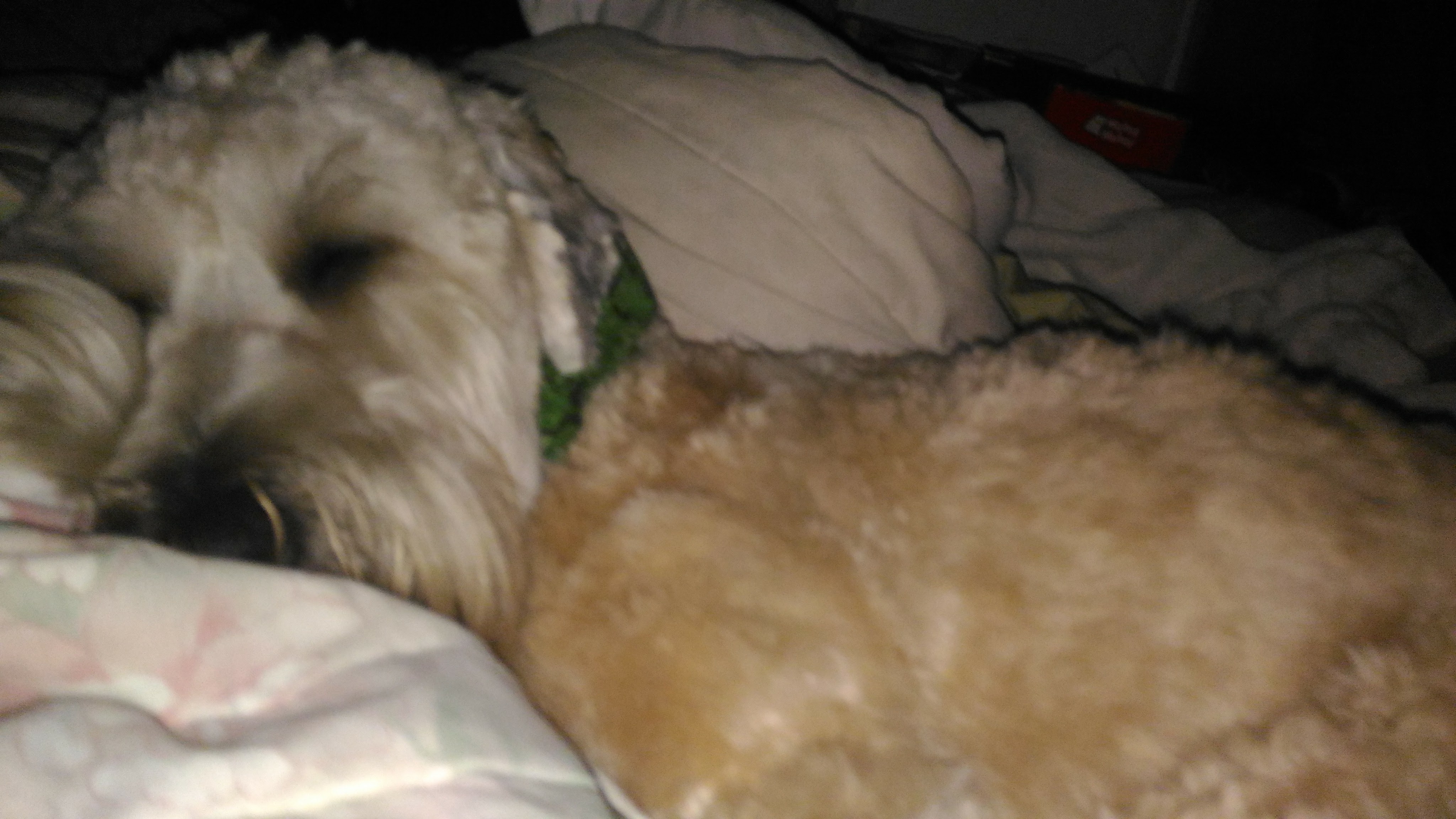 Namesake - Warrick, Selva, and Fred: Cool things about Earth