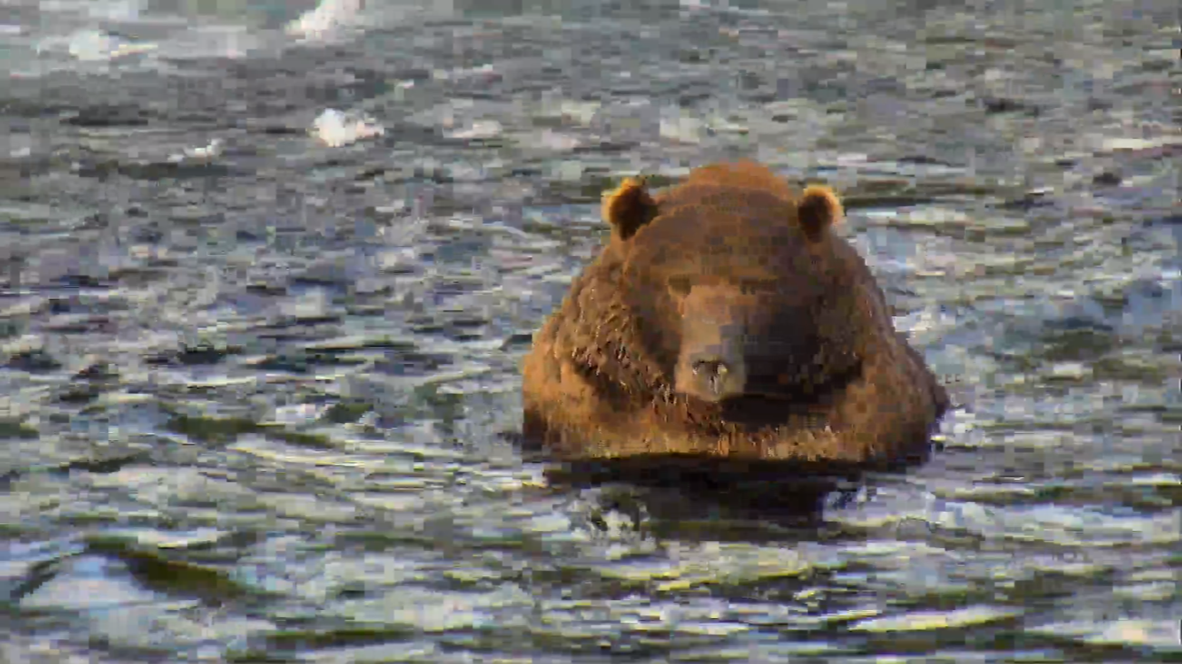 big-boy-747-lounging-in-his-hot-tub-sept-4-2017-katmai-alaska