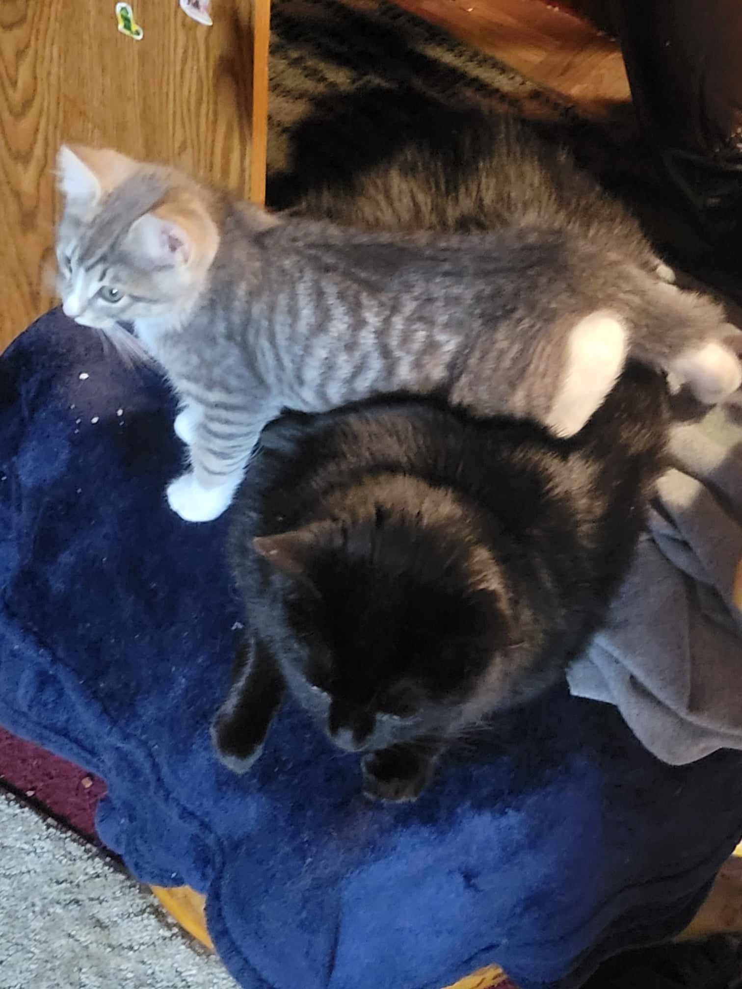 Cats Gon’ Cat on Saturdays