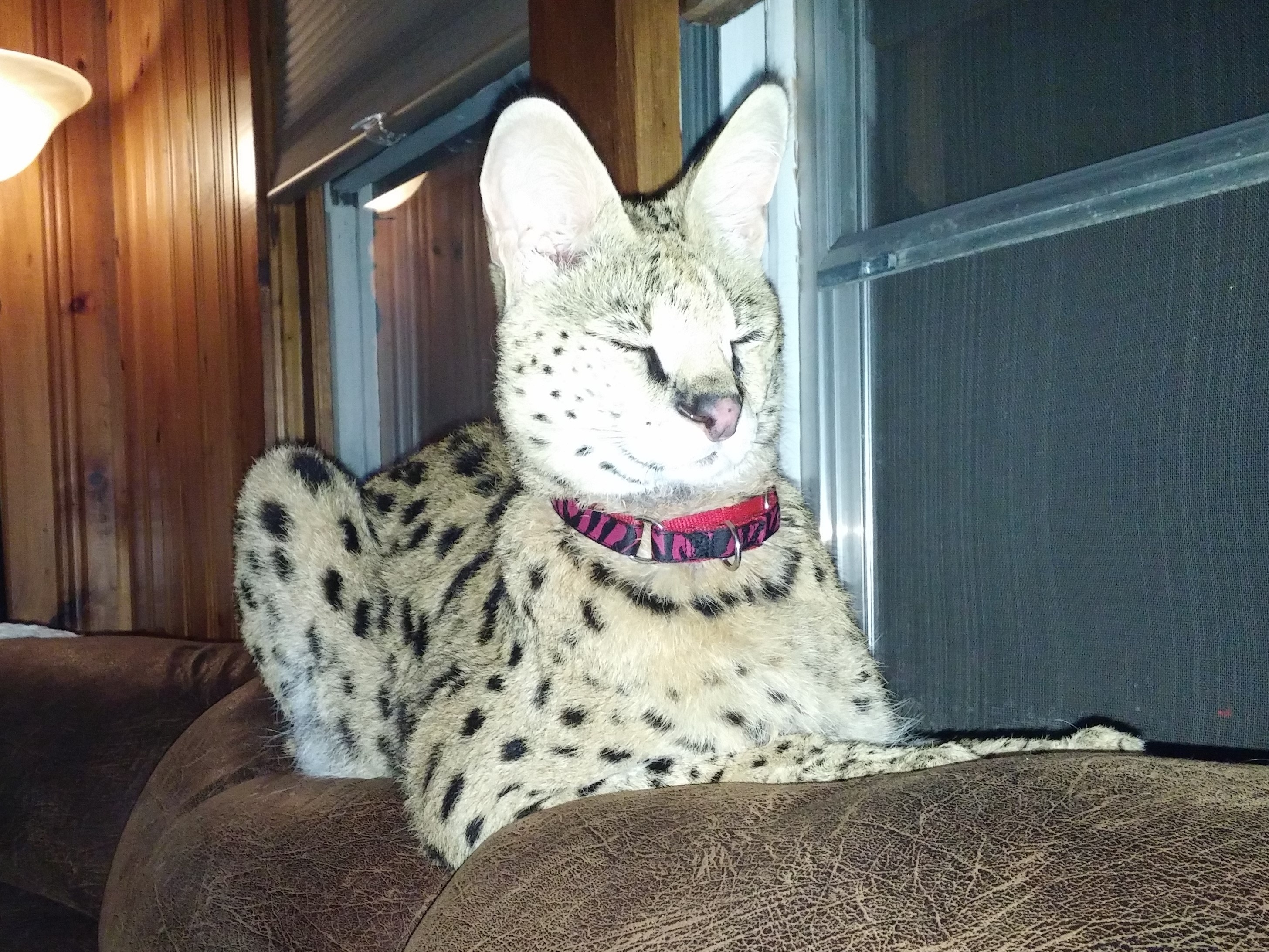 Considering a Serval Cat? Know the Risks of Having One.