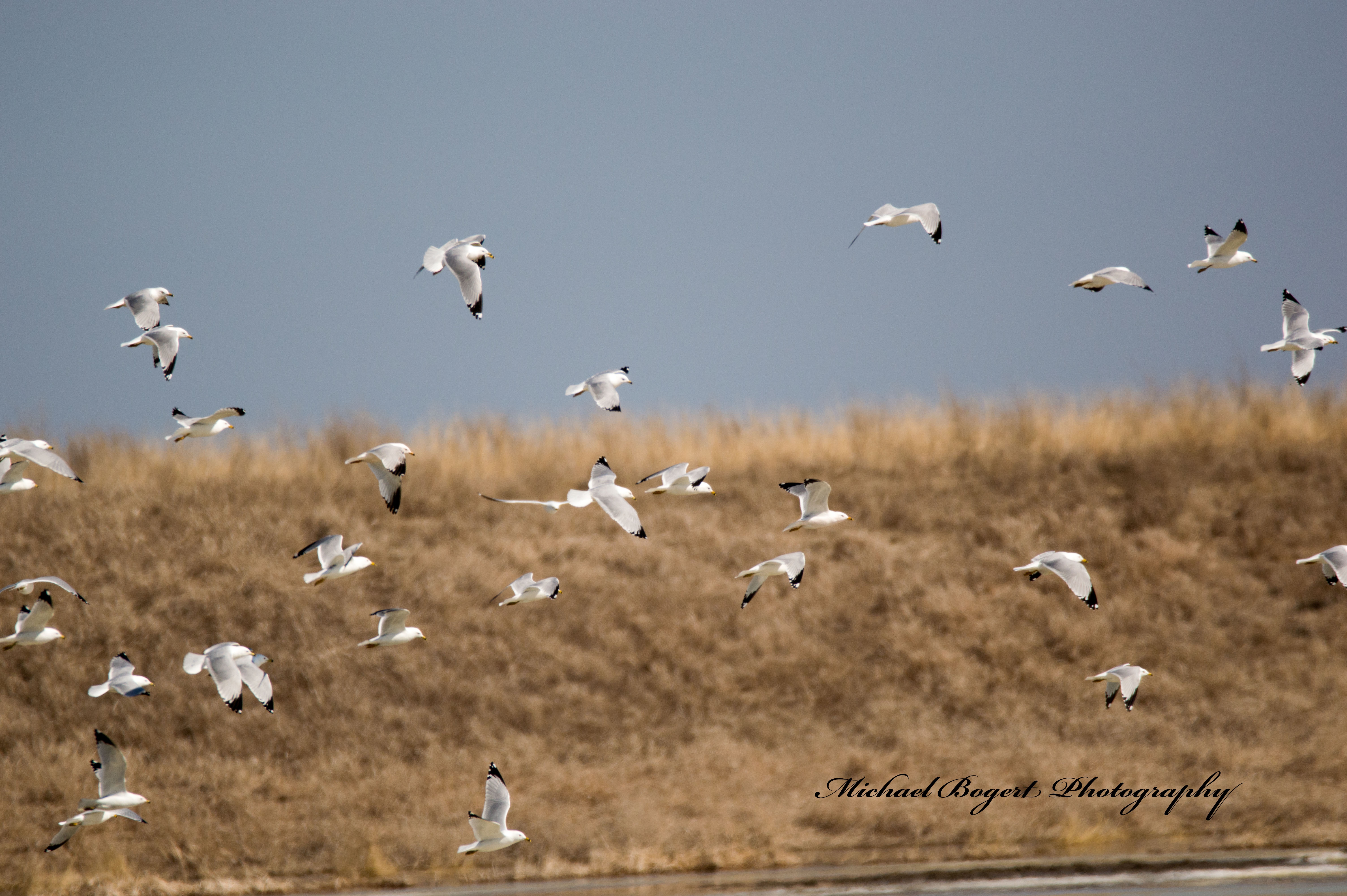 21 Images of Birds of Feather Flocking Together