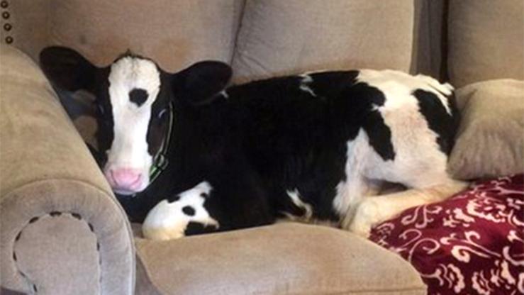 I’m off to work…. Don’t forget to let the cow out | Eatgrueldog