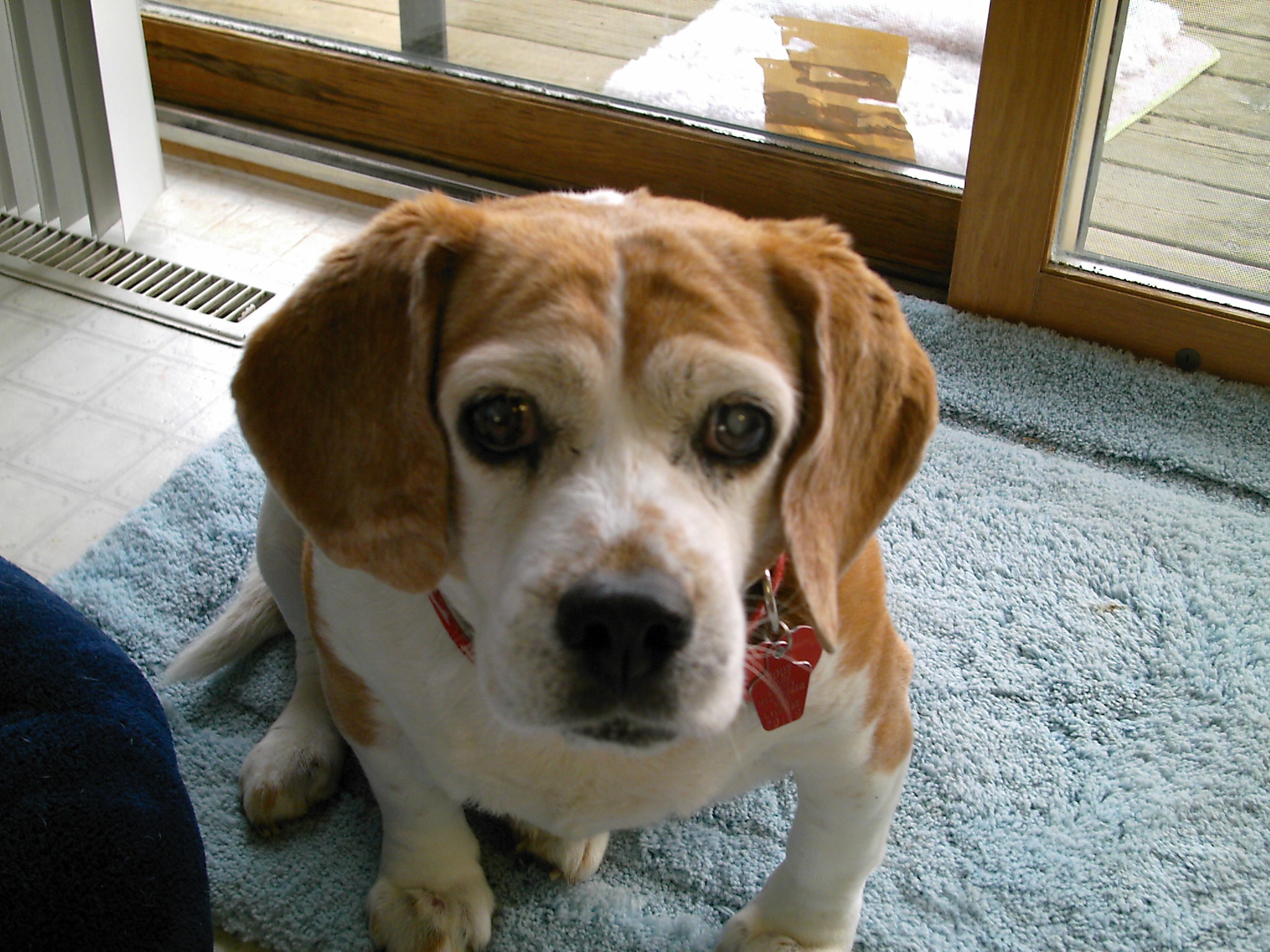 Having pets and animals = No dull moments