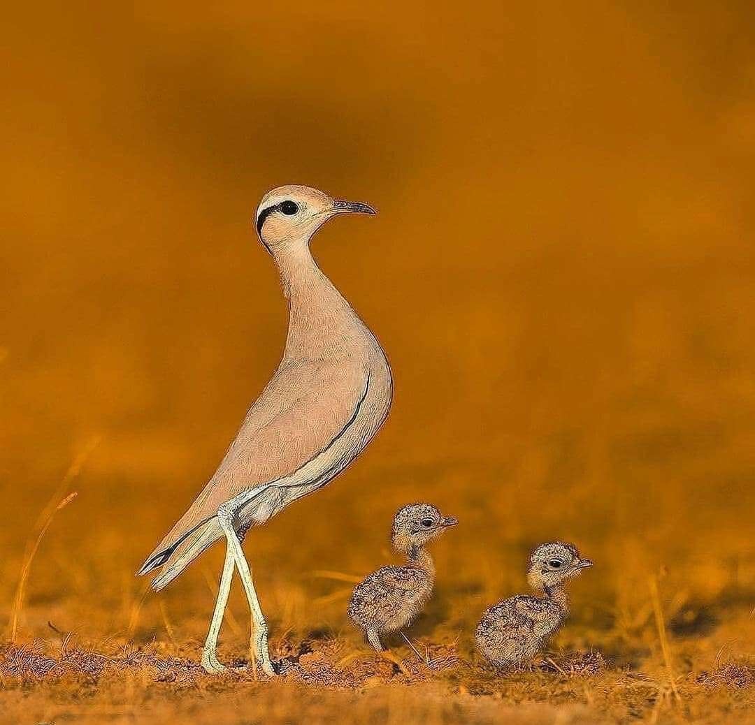 Cream-colored courser : r/PicsOfUnusualBirds