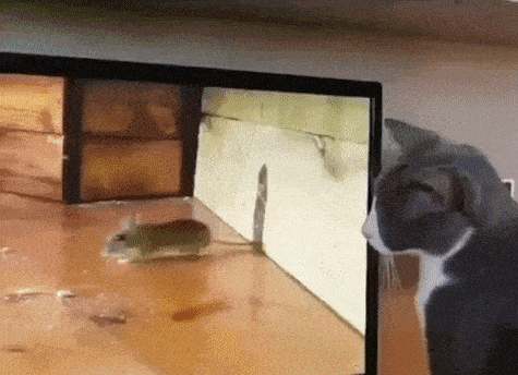 Where’d mouse go? | Eatgrueldog