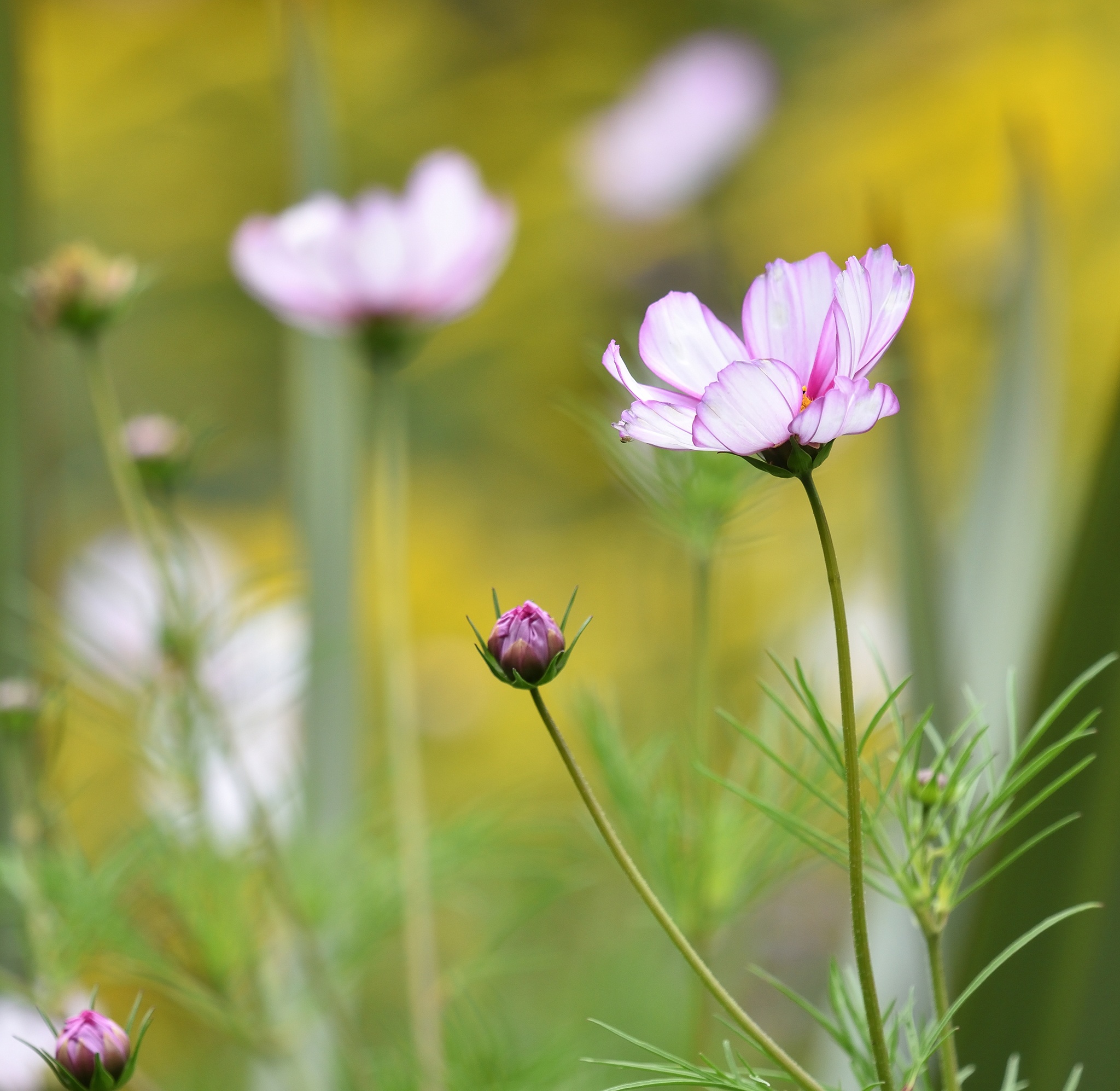 Ideas for Photographing Wildflowers | Nature TTL