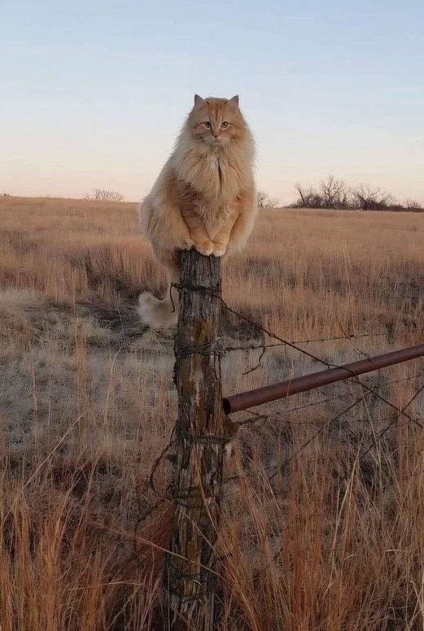 Saturday July 5th - Open Thread - The Last Refuge