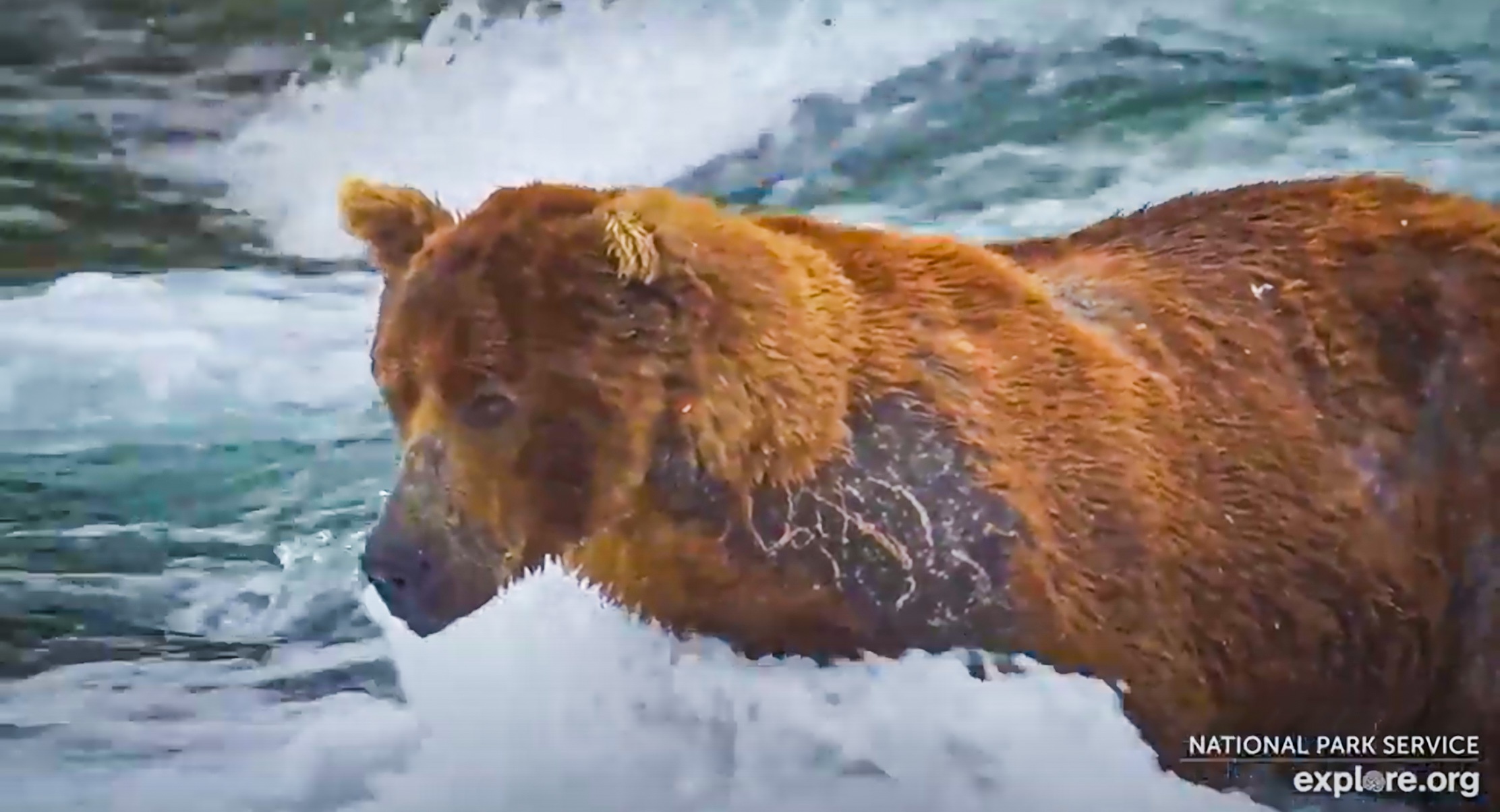 Disqus - Brown Bear Cam - Brooks Falls in Katmai National Park ...