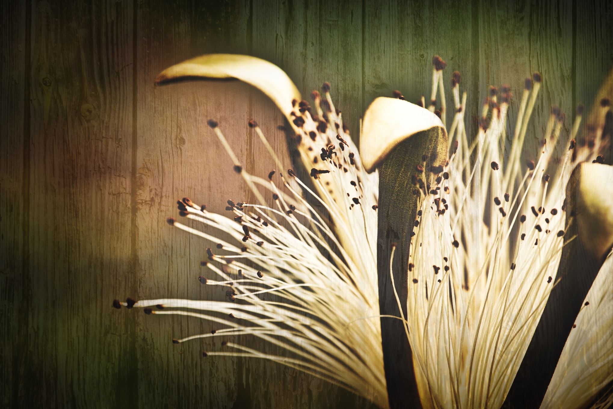 Photo Editing Challenge Day 6 Texture Overlays