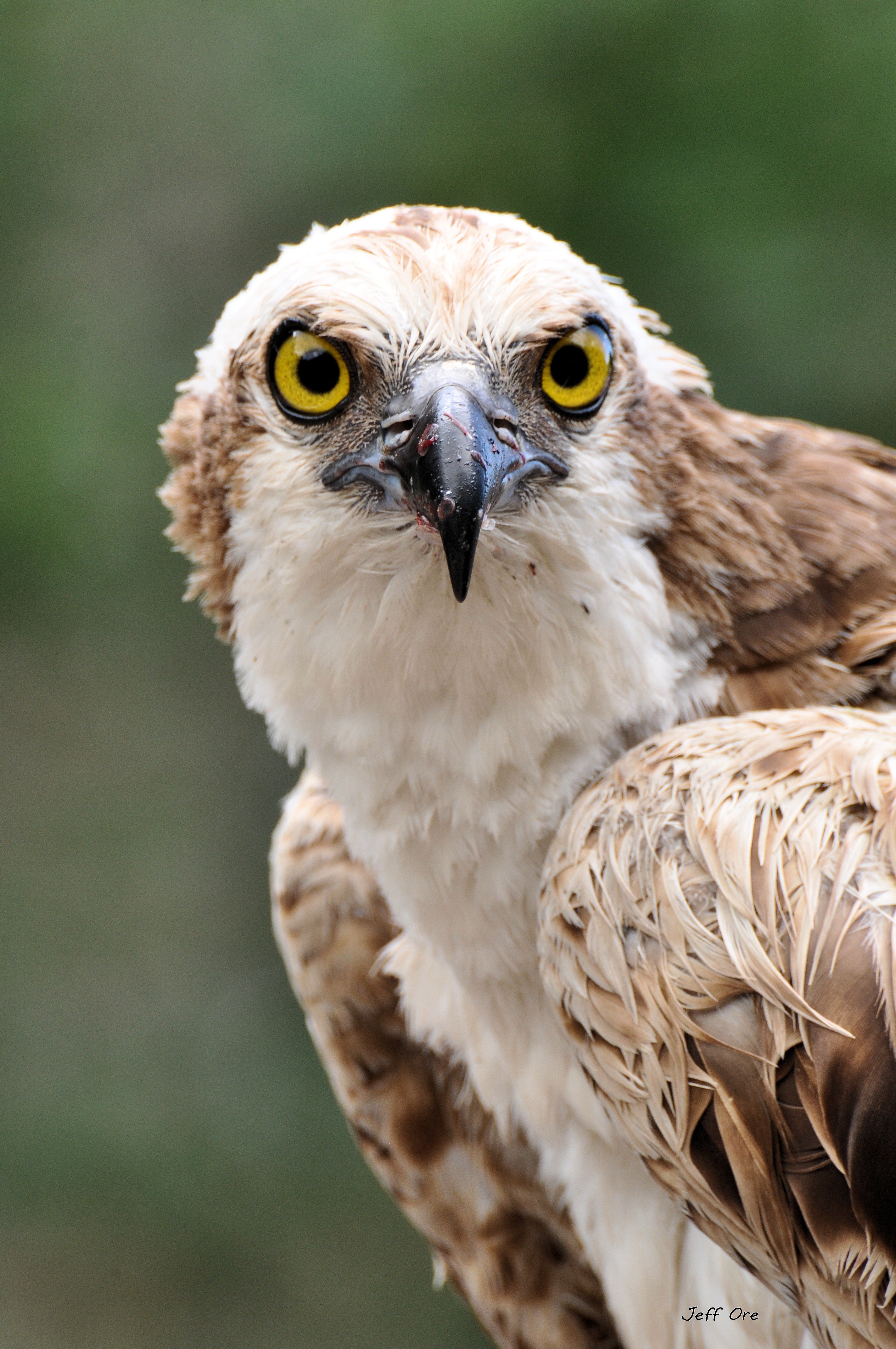 Weekly Photography Challenge - Birds