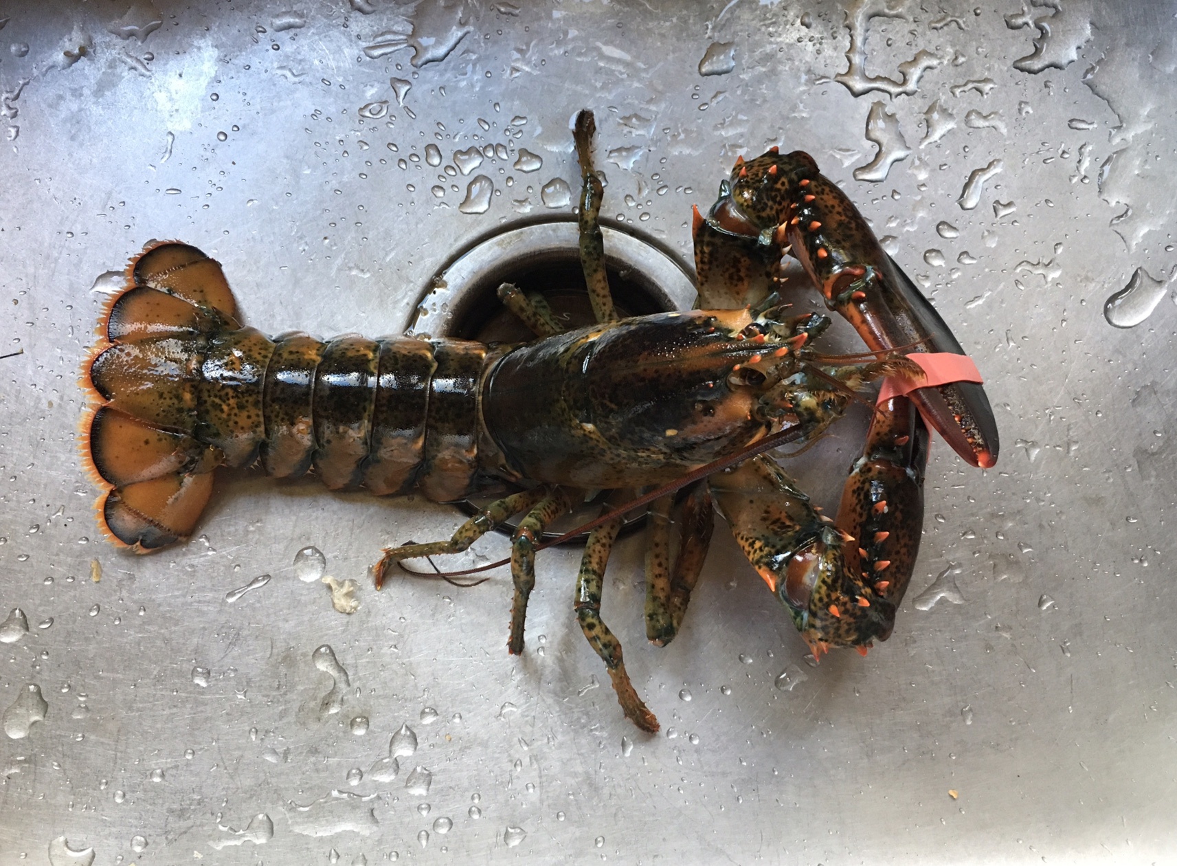 Disqus Profile - Panopea_Abrupta