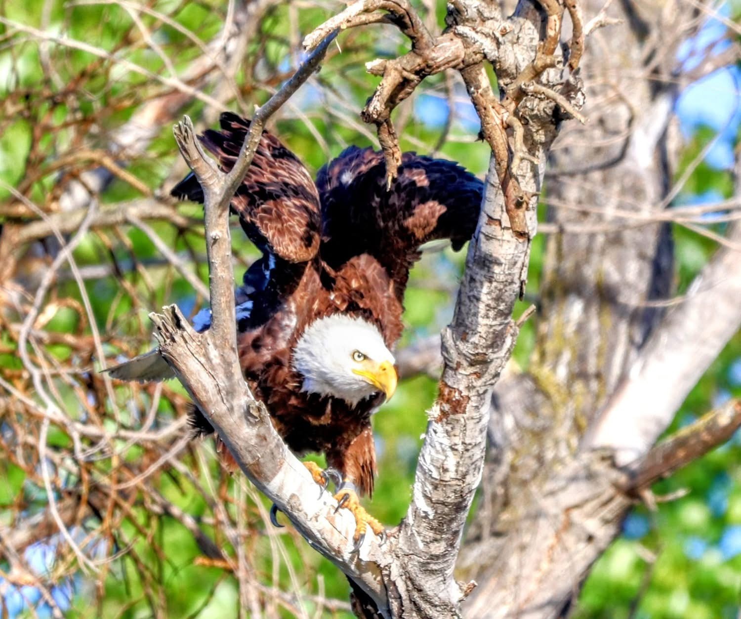 Disqus Profile - iwsciber