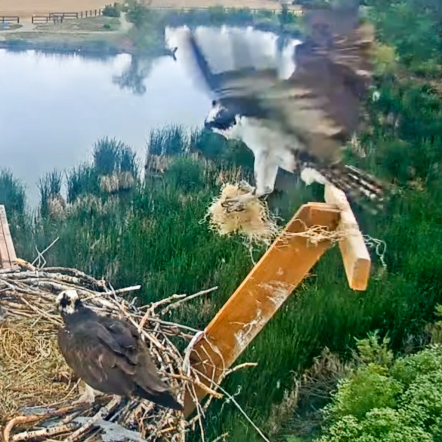 Disqus - Osprey Camera - Boulder County