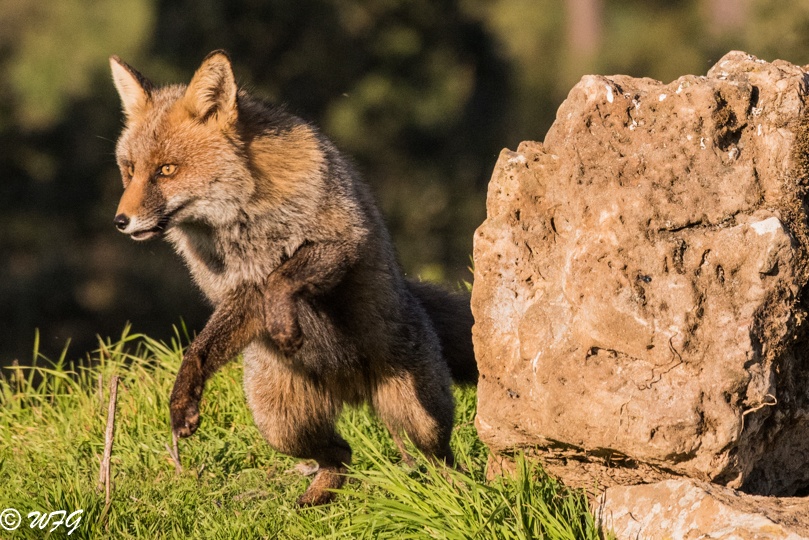 15 Fantastic Fox Photos | Nature TTL