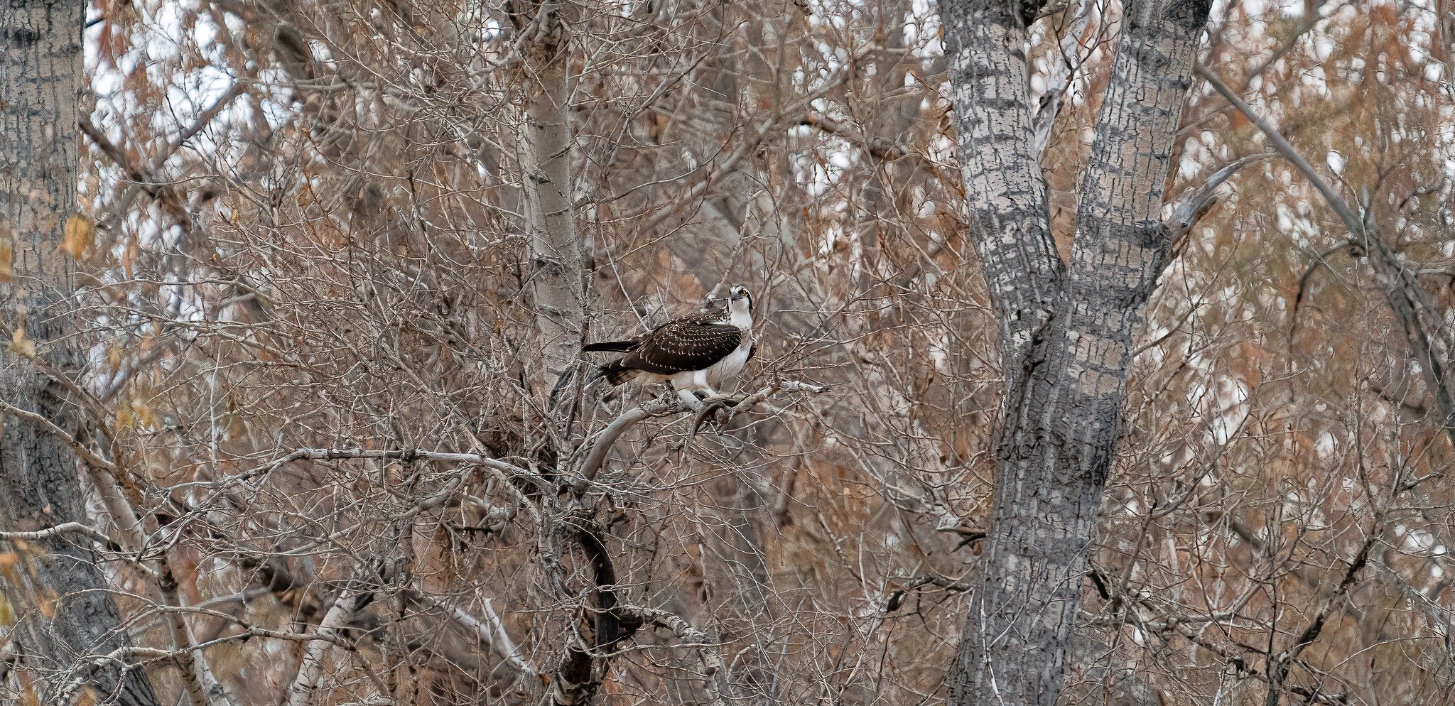 Disqus - Osprey Camera - Boulder County