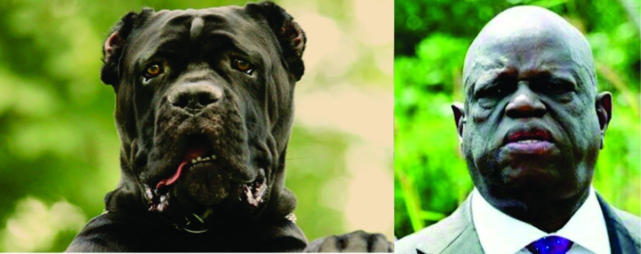 Tshinga Dube in hot soup – Nehanda Radio