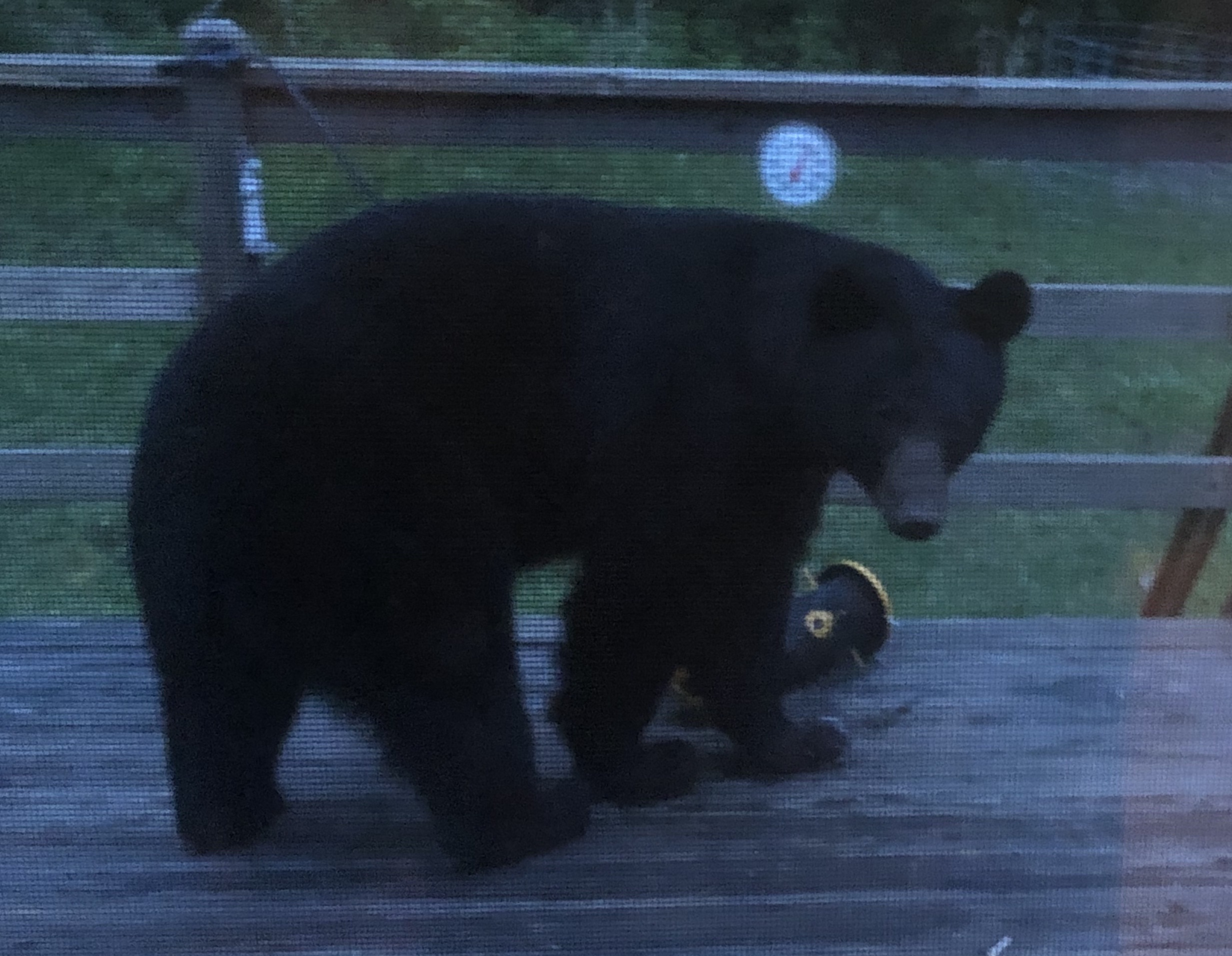 Welcome Your New Neighbors: Black Bears | Bacon's Rebellion