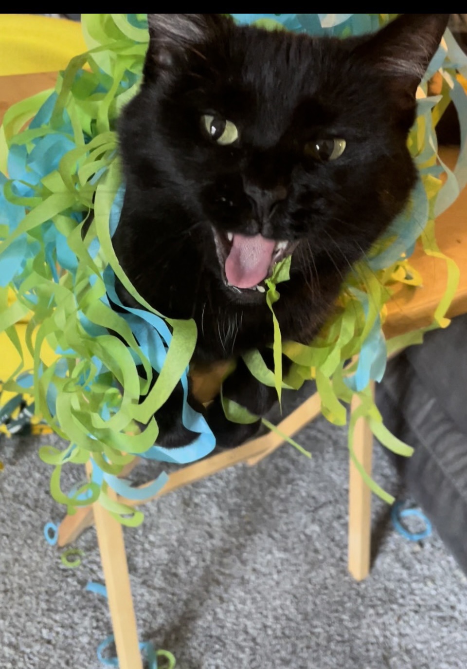 Cats and their not-so-glamorous shots!