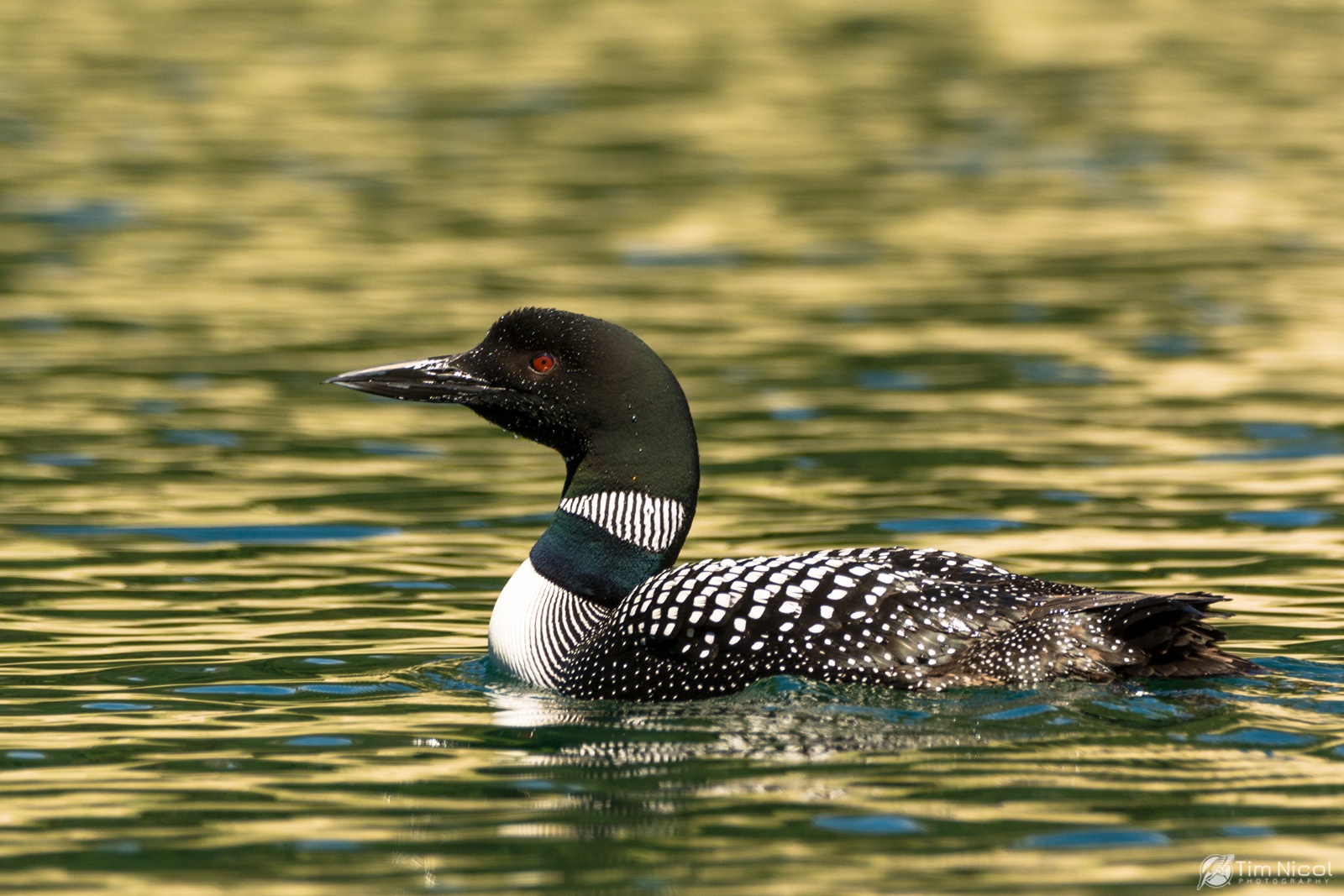 Weekly Photography Assignment: Birds | Nature TTL