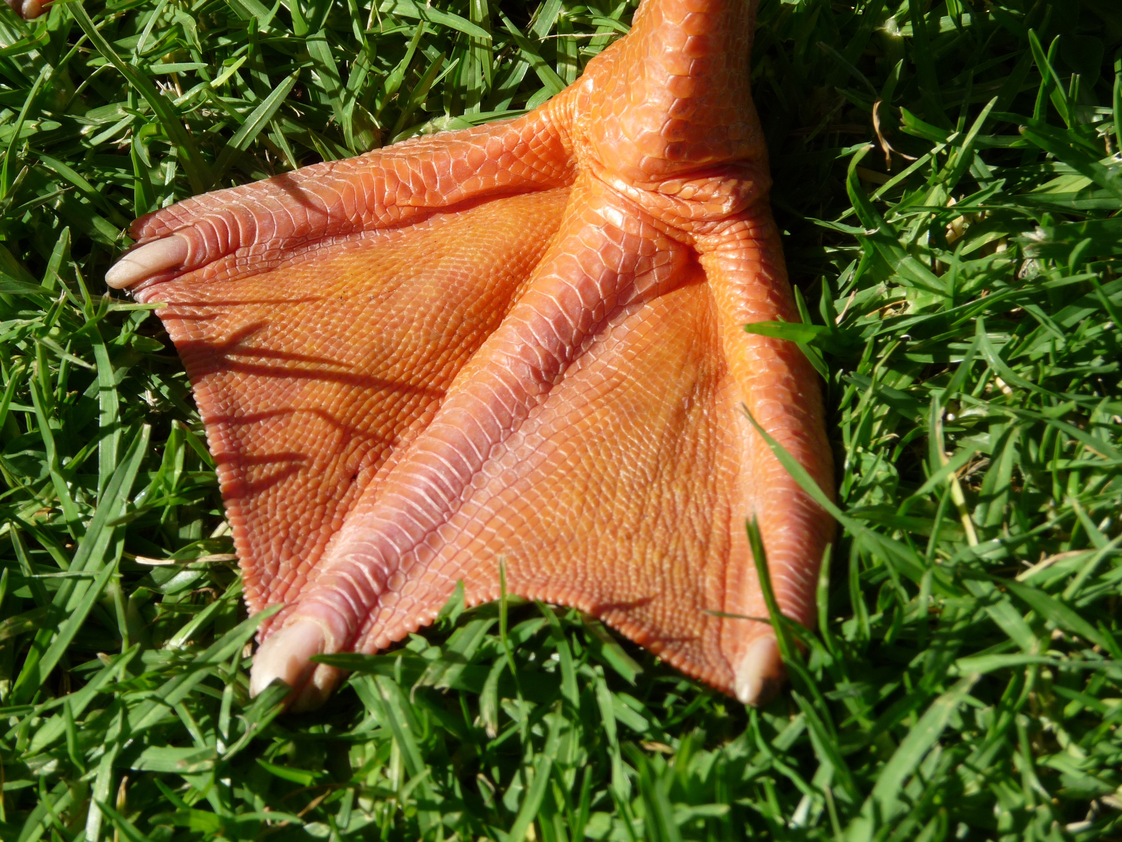 Weekly Photography Challenge - Feet