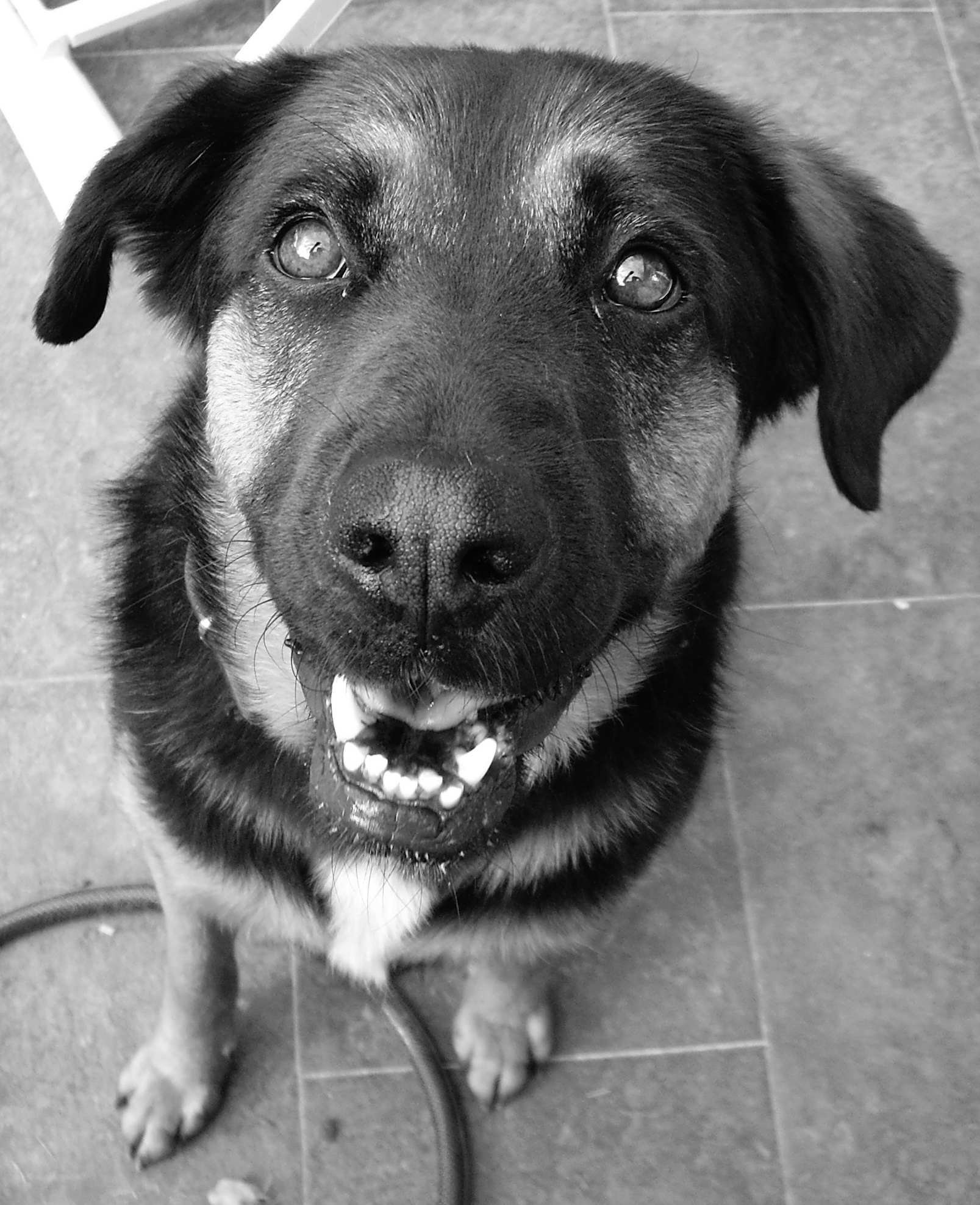 Imágenes desde Terra: Los Lobos Espaciales husmean en el Arx Angelicum ...