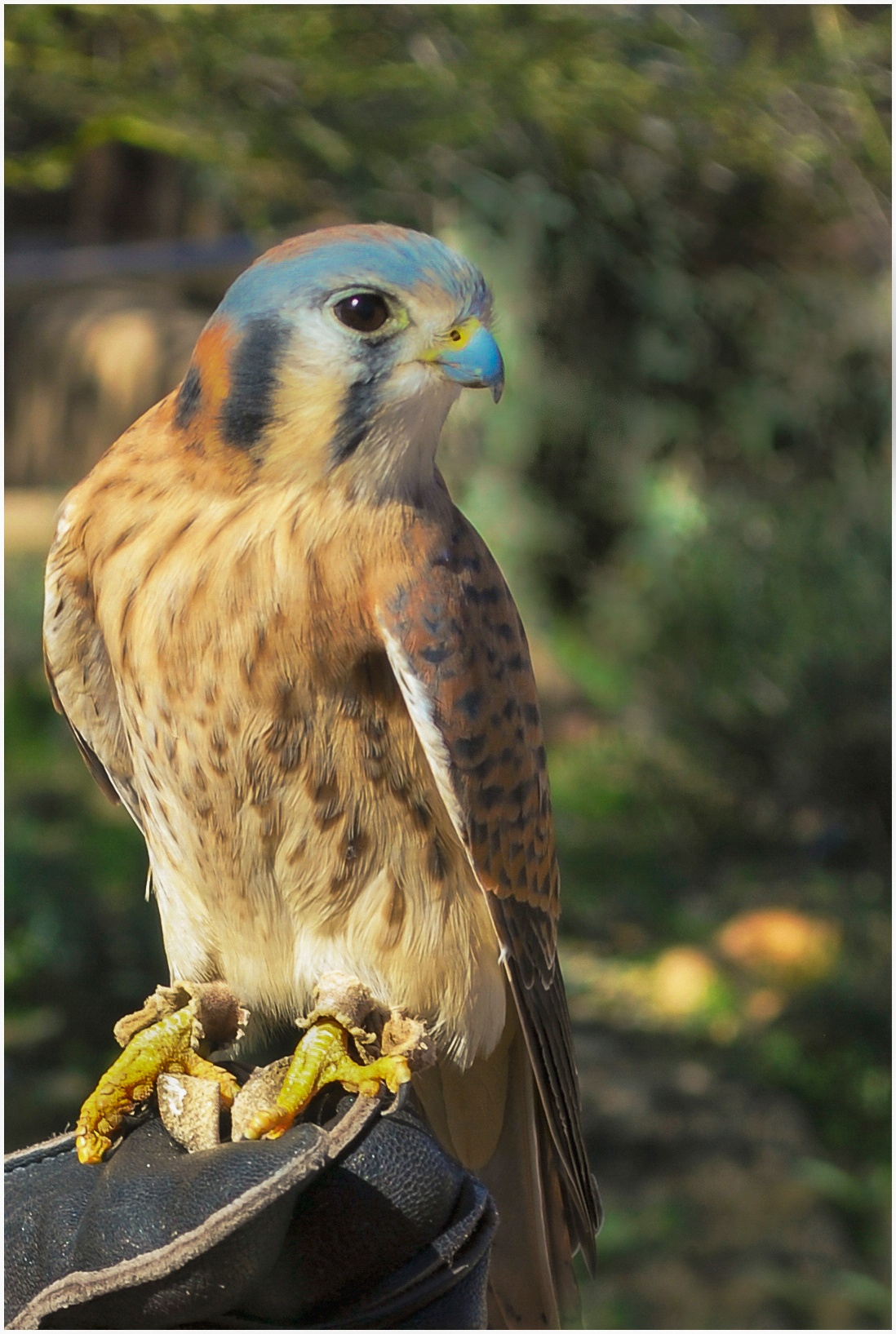 Weekly Photography Challenge - Birds