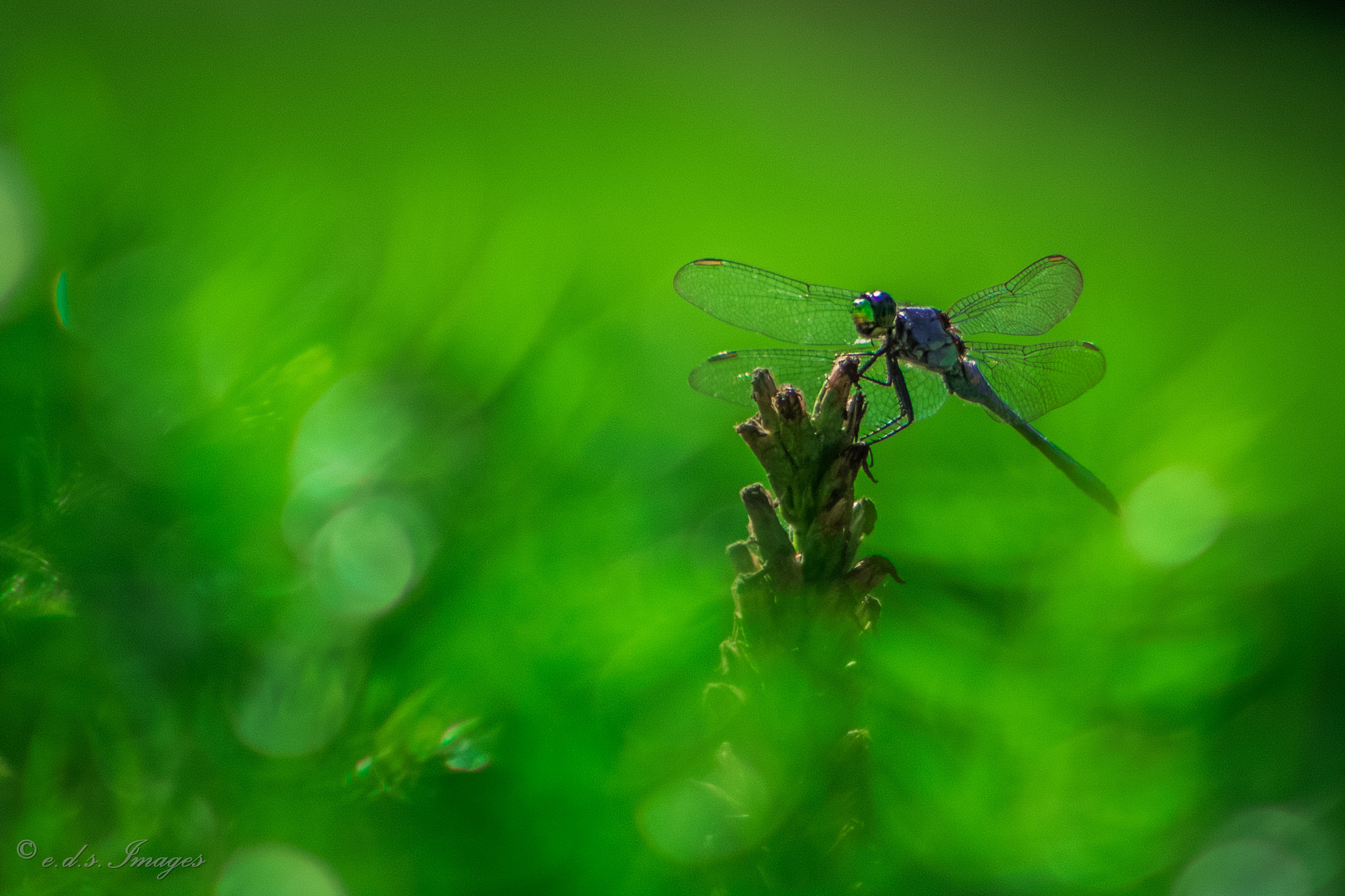 10 Tips for Photographing Dragonflies