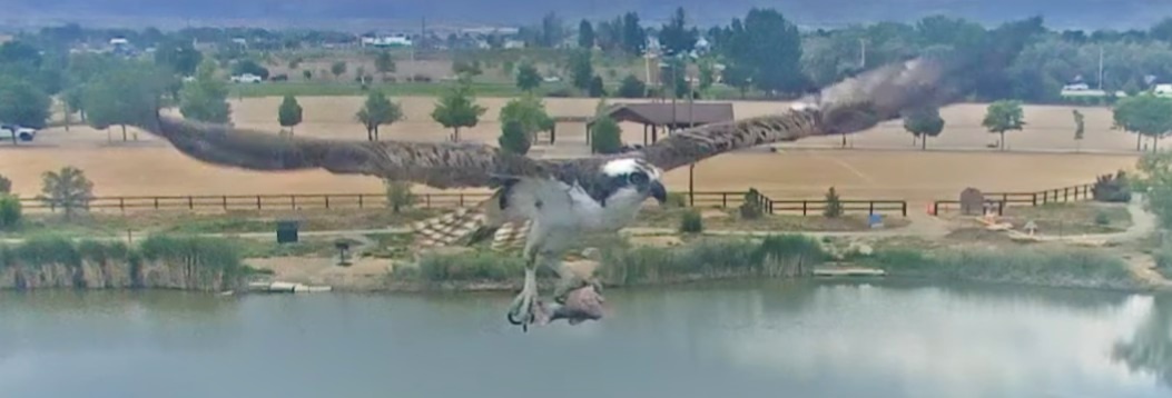 Disqus - Osprey Camera - Boulder County
