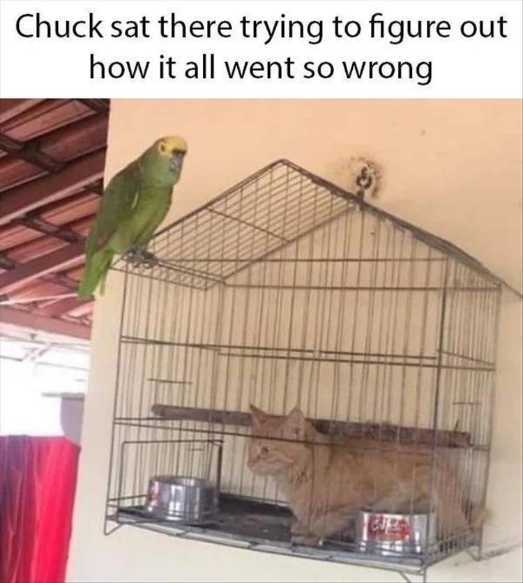 Poor Chuck… | Eatgrueldog