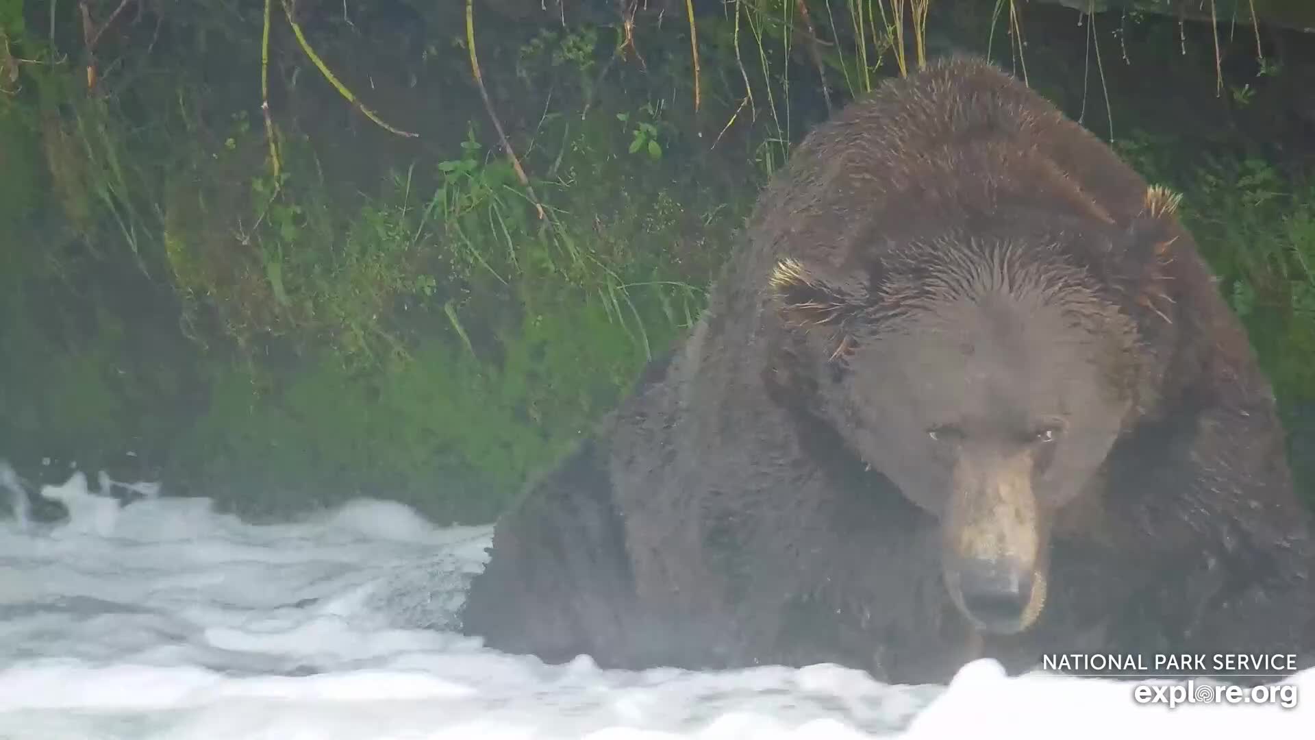 Disqus - Katmai Bear Cam - Brown Bears at Brooks Falls | Explore.org