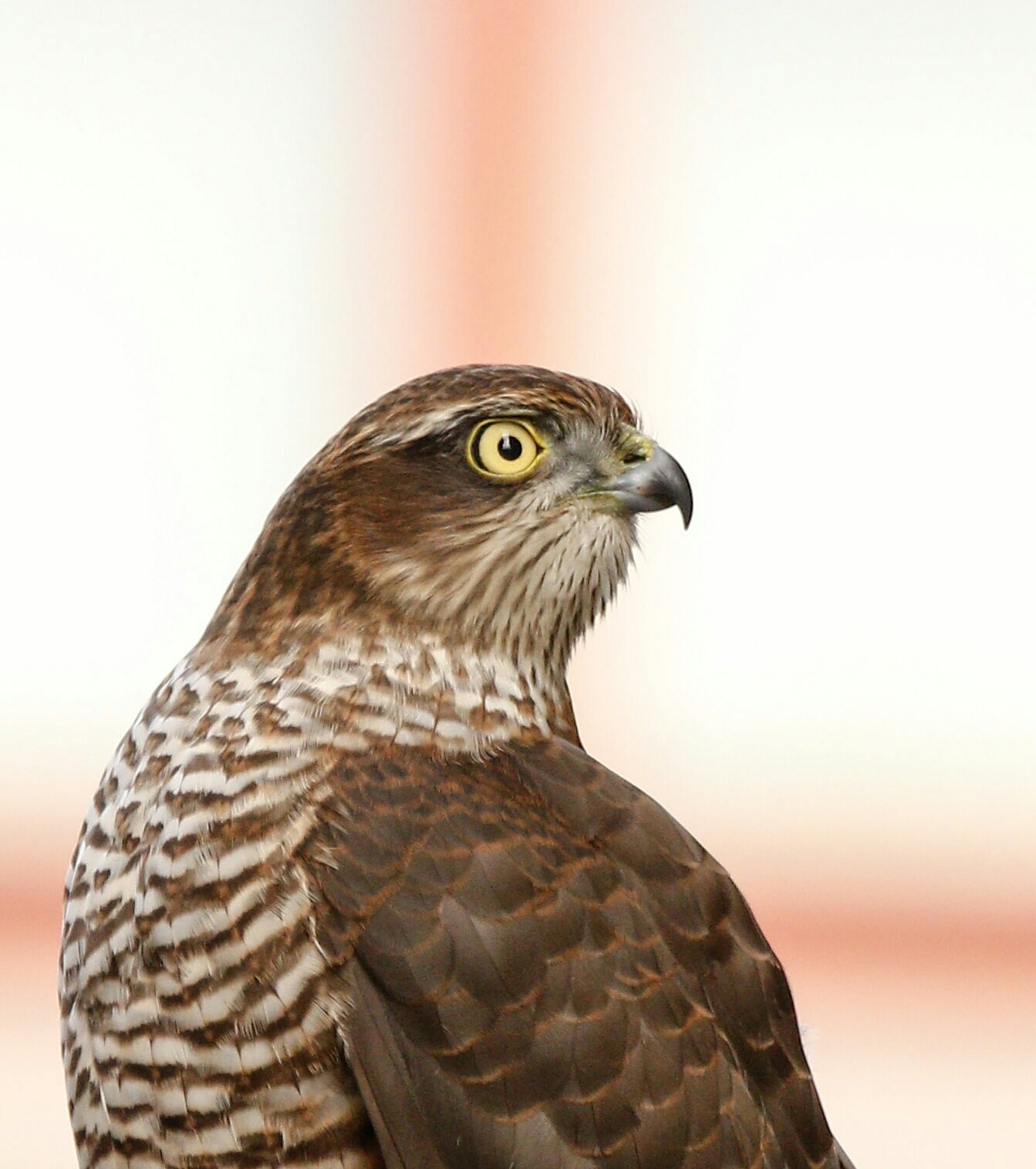 How to Build a Bird Reflection Pool | Nature TTL