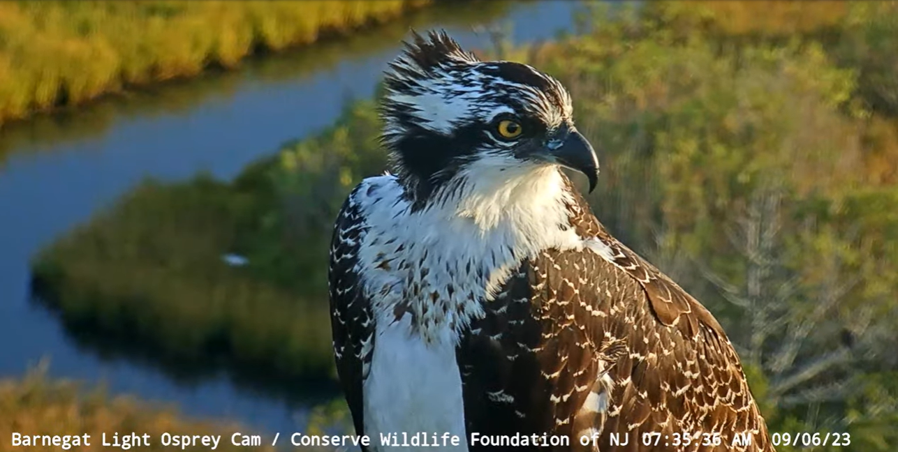 Disqus Profile - disqus_tVzoDyf9ji