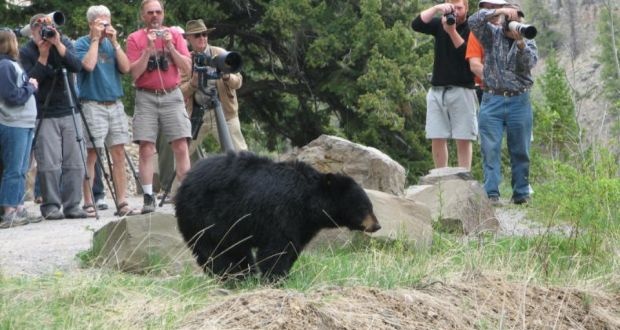 Welcome Your New Neighbors: Black Bears | Bacon's Rebellion