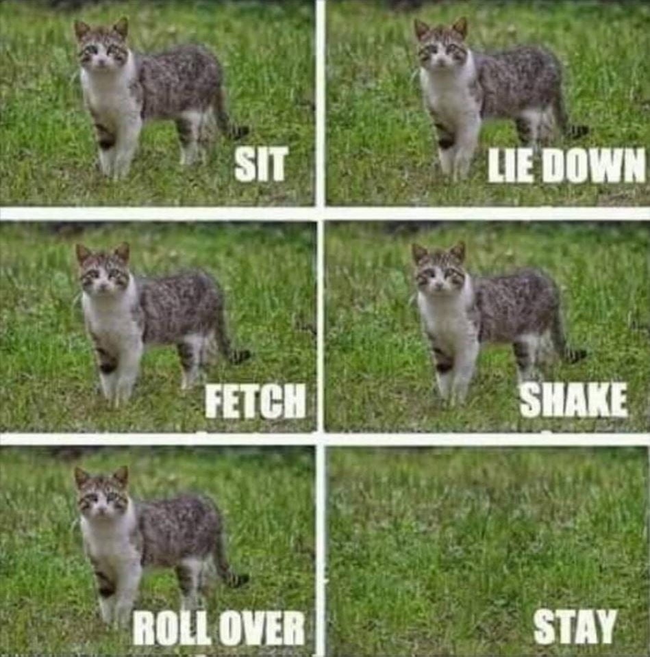 Cat training | Eatgrueldog