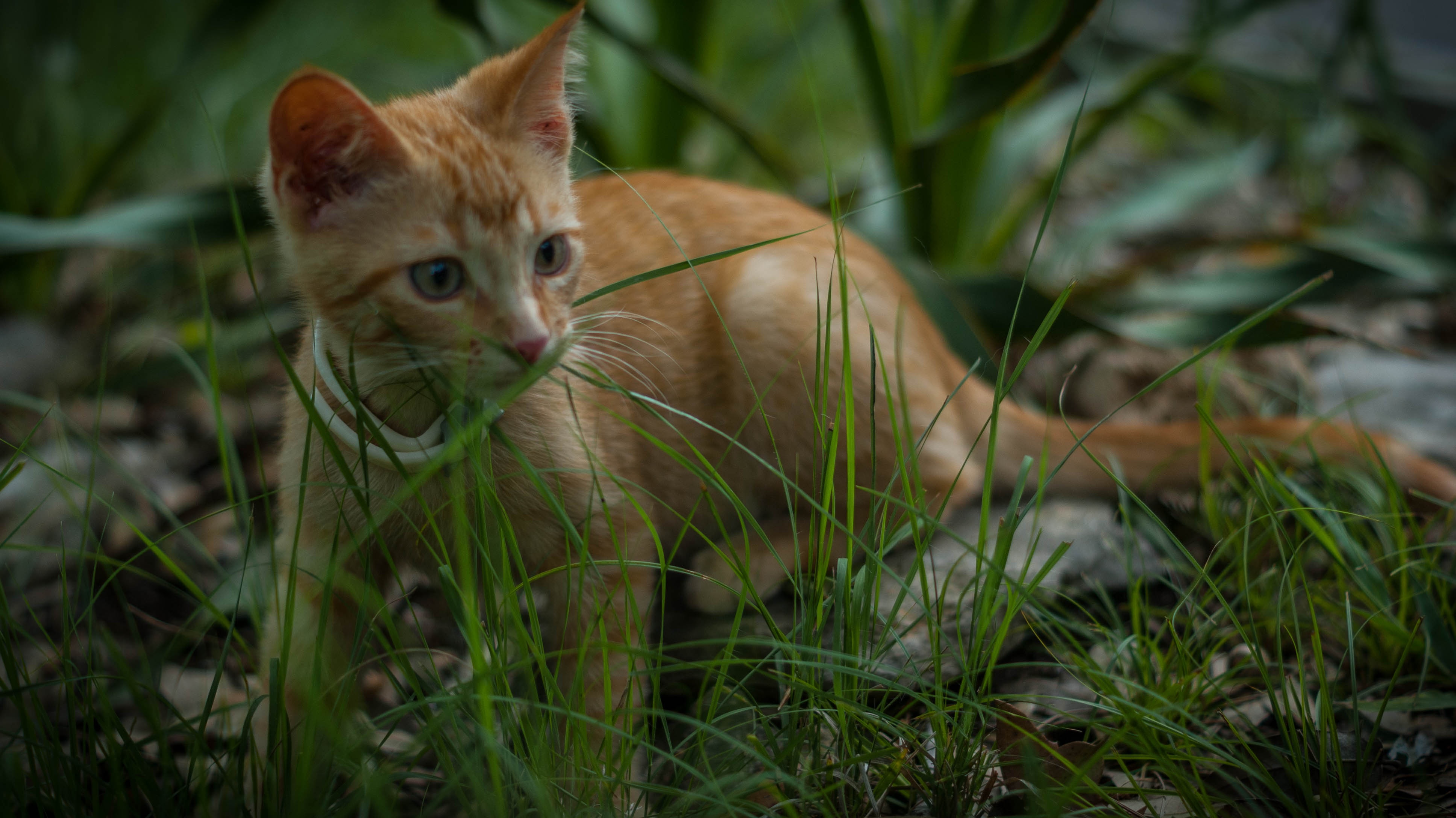 Weekly Photography Challenge - Cats