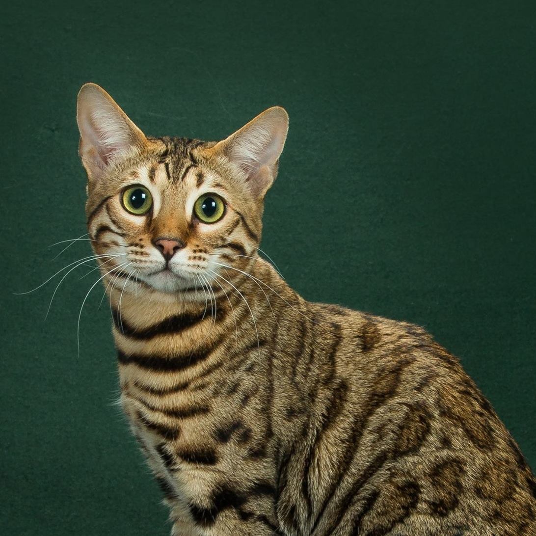 Disqus - Welcome to Definitely Not the Chit Chat channel, a new blog to ...