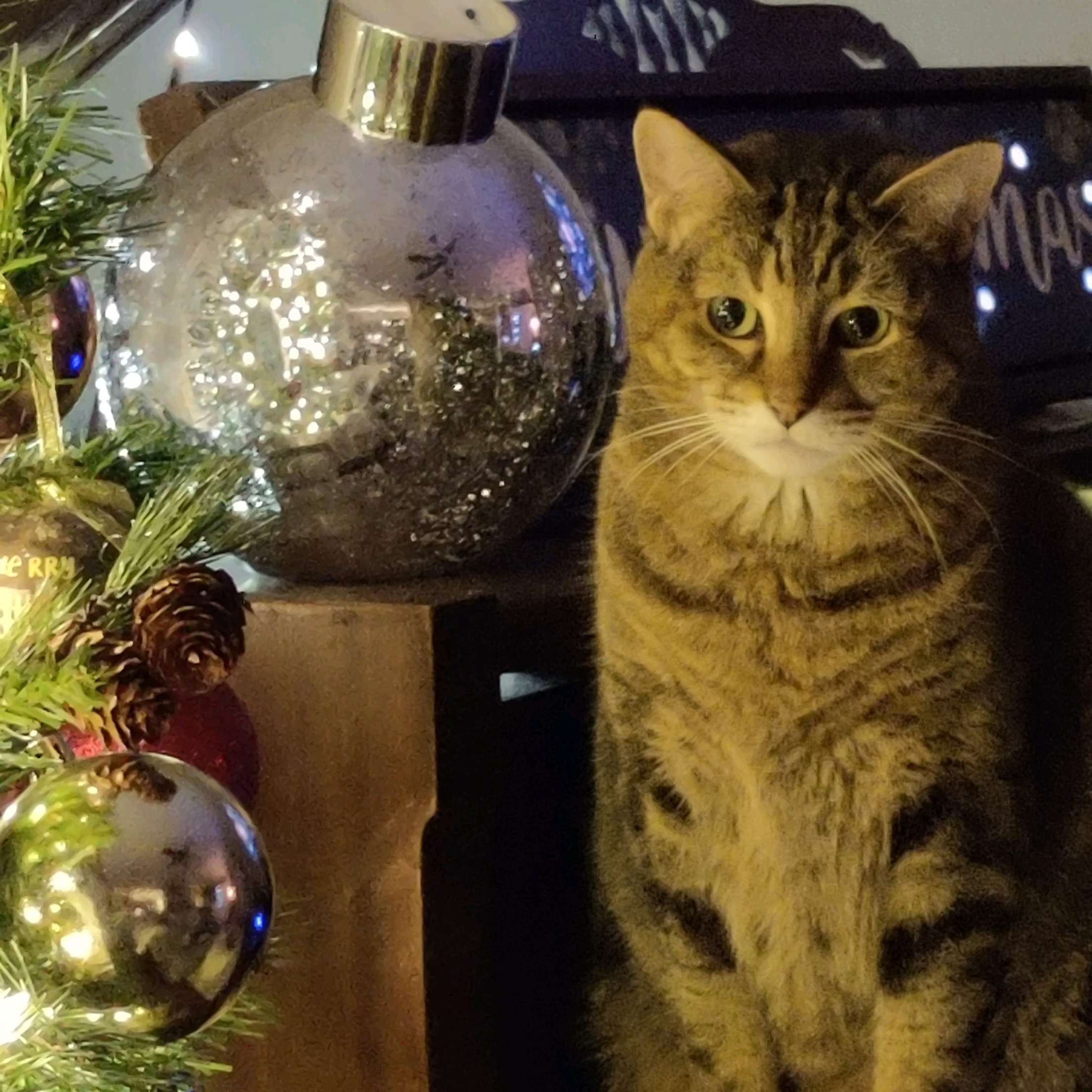 Cats Are King This Saturday