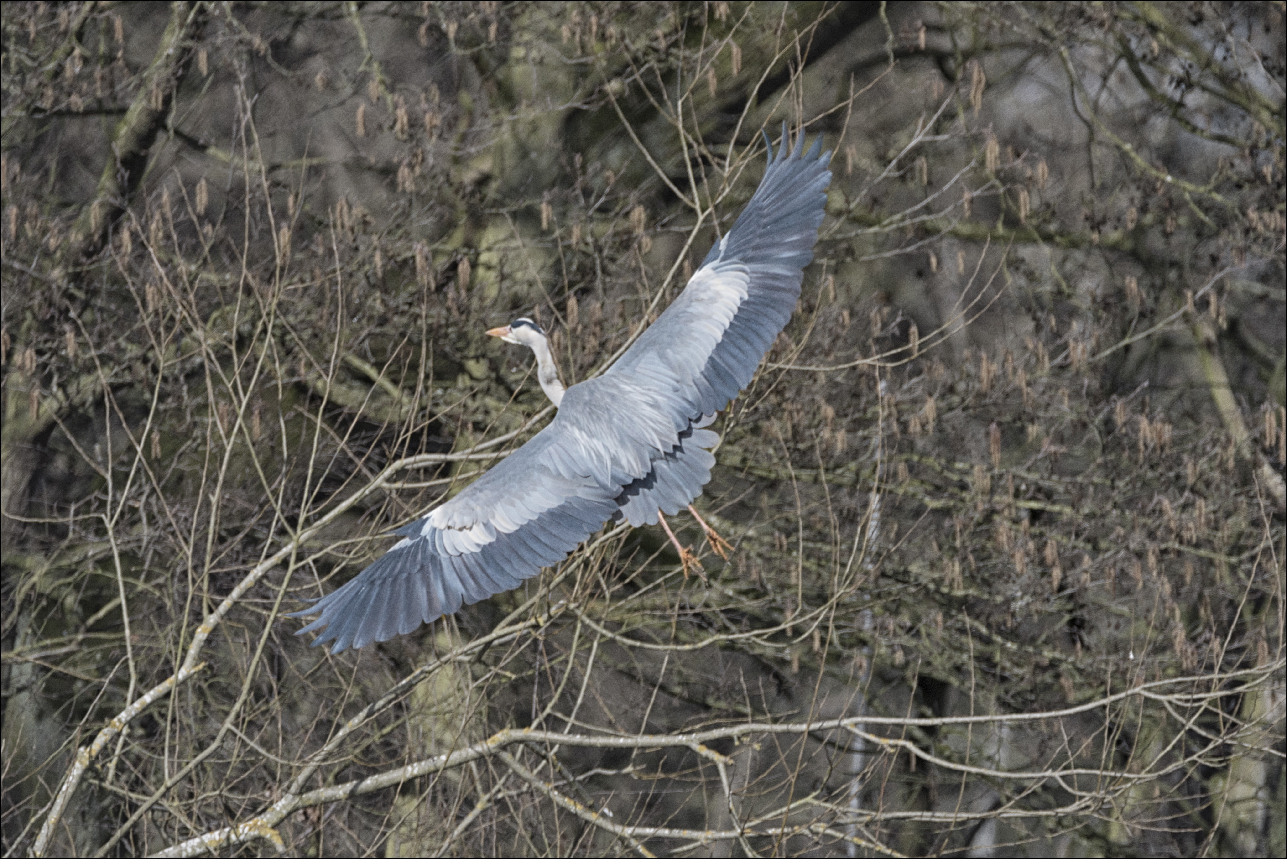 Weekly Photography Assignment: Flight | Nature TTL