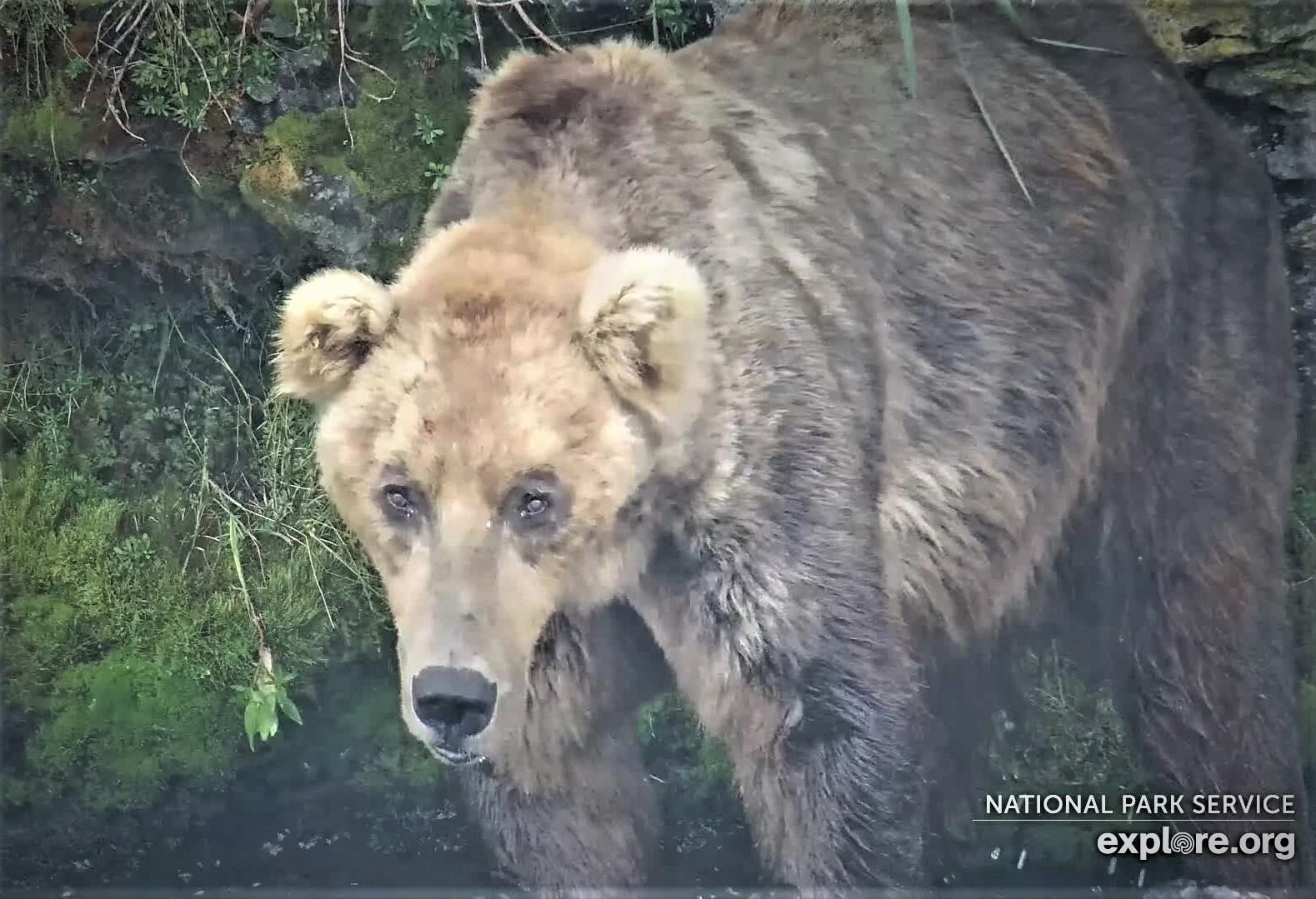 Disqus - Brown Bear Cam - Brooks Falls in Katmai National Park ...