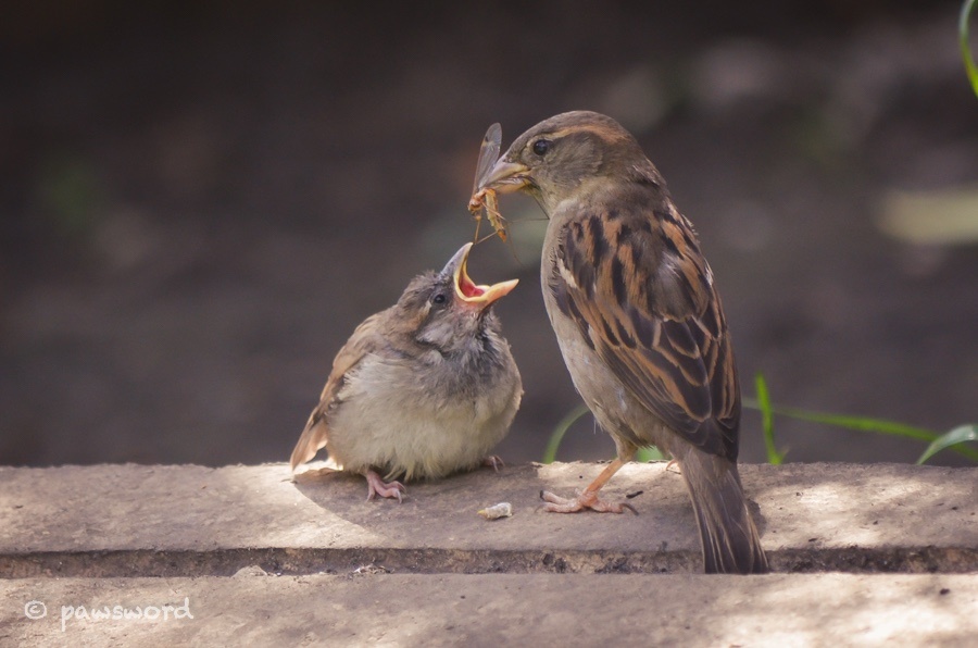Weekly Photography Assignment: Birds | Nature TTL