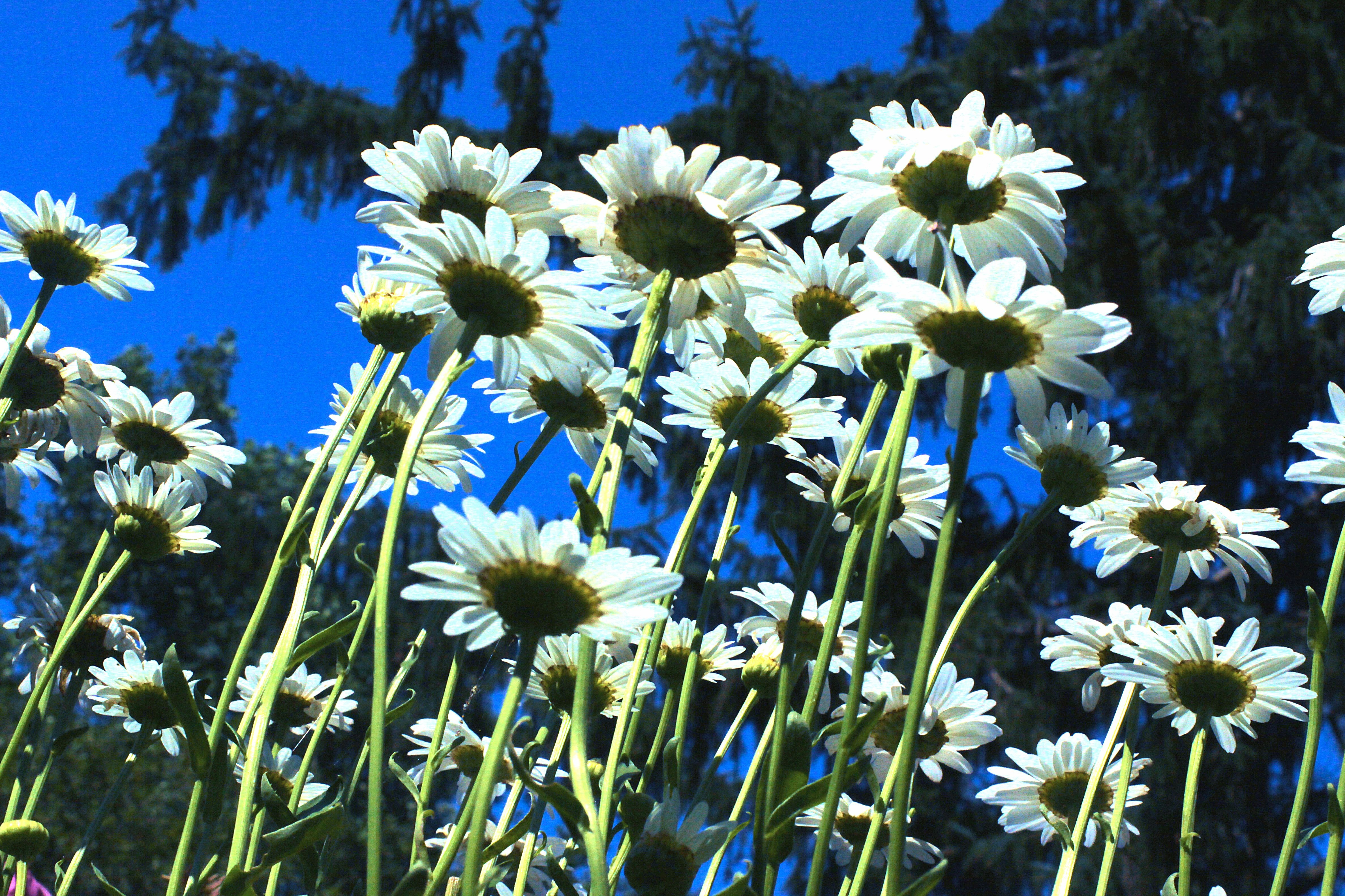 Depth of Field in Floral Photography