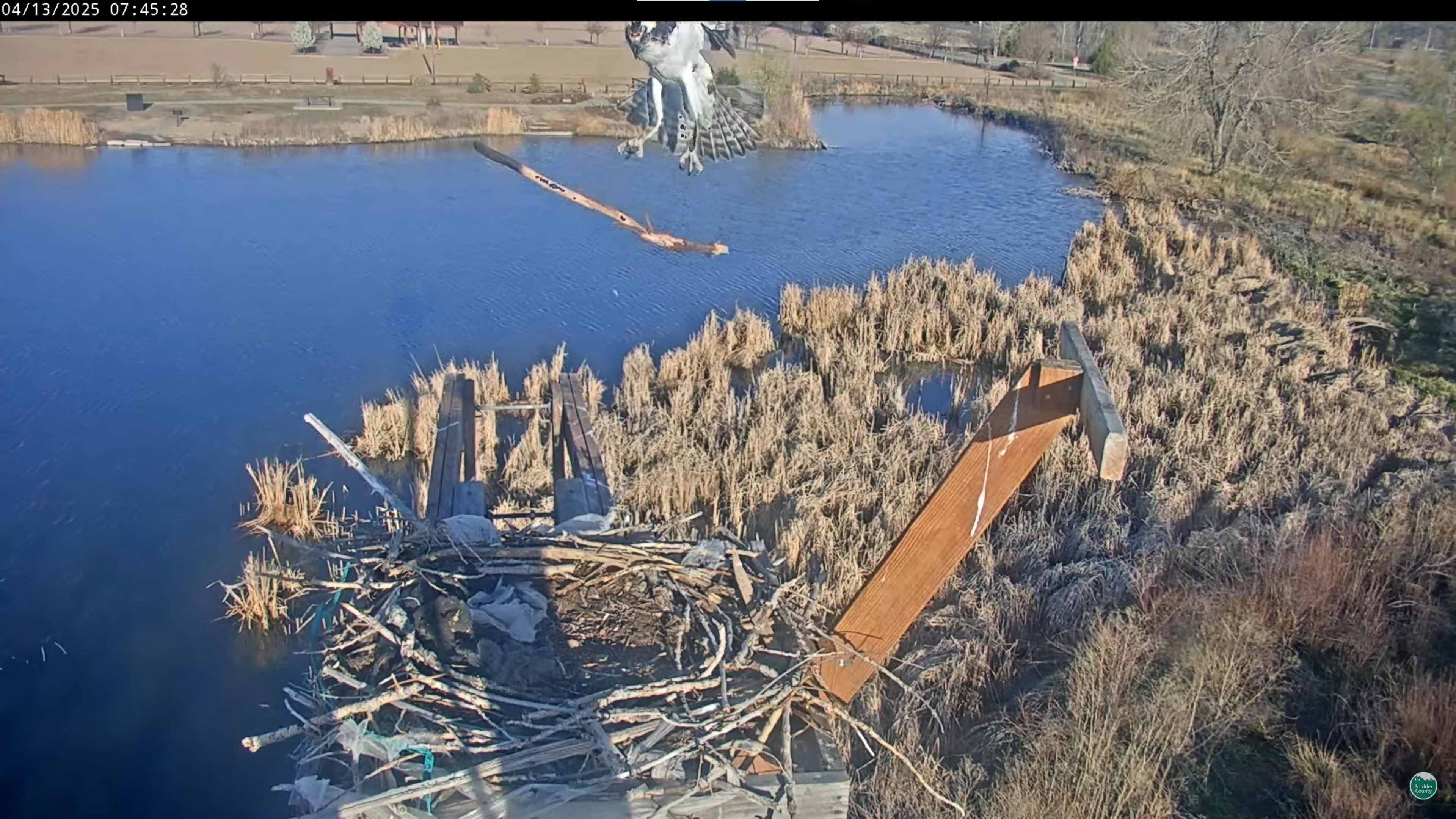 Caught on camera: Ospreys arrive at the Boulder County nest