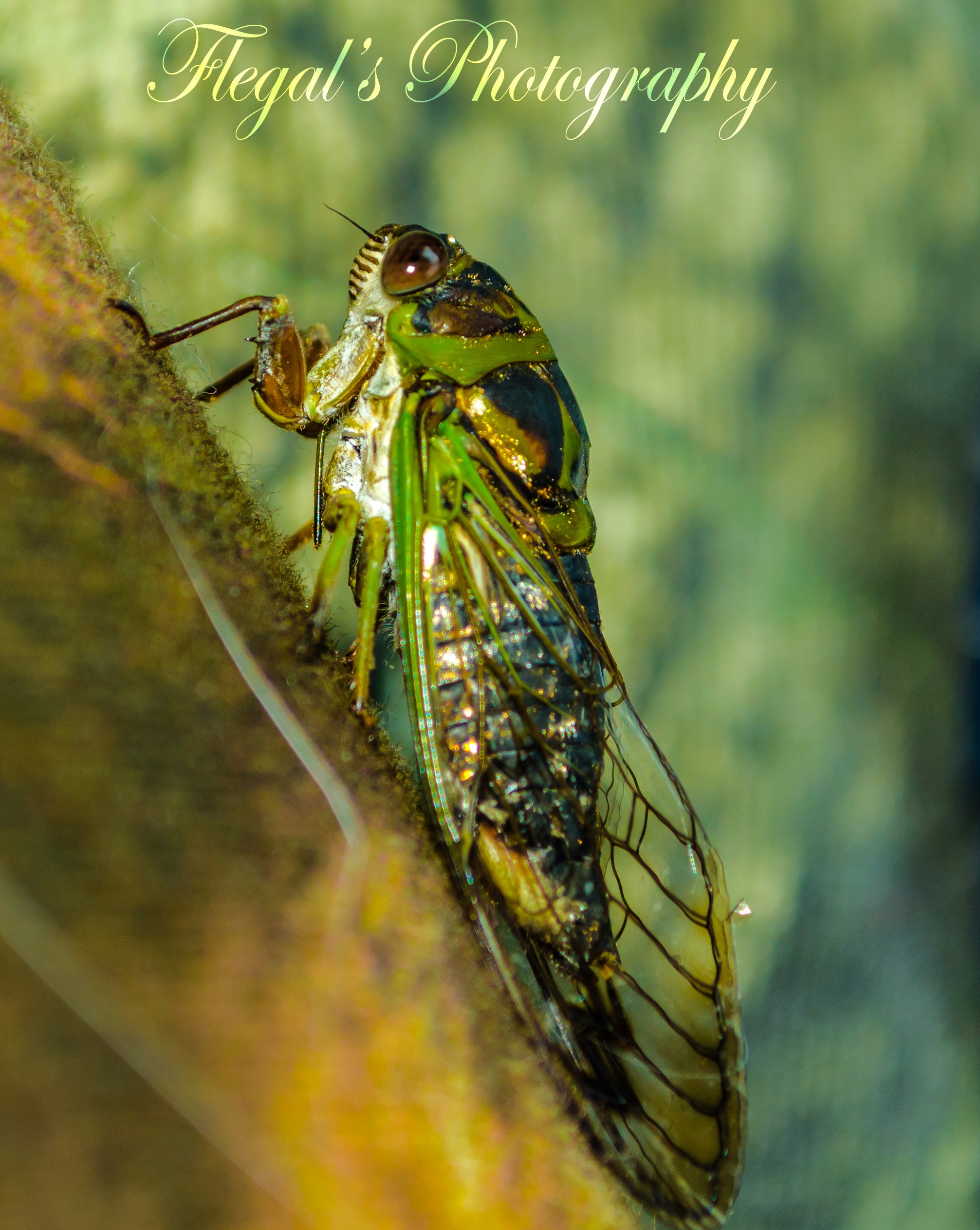 4 Tips for Photographing Bugs and Insects