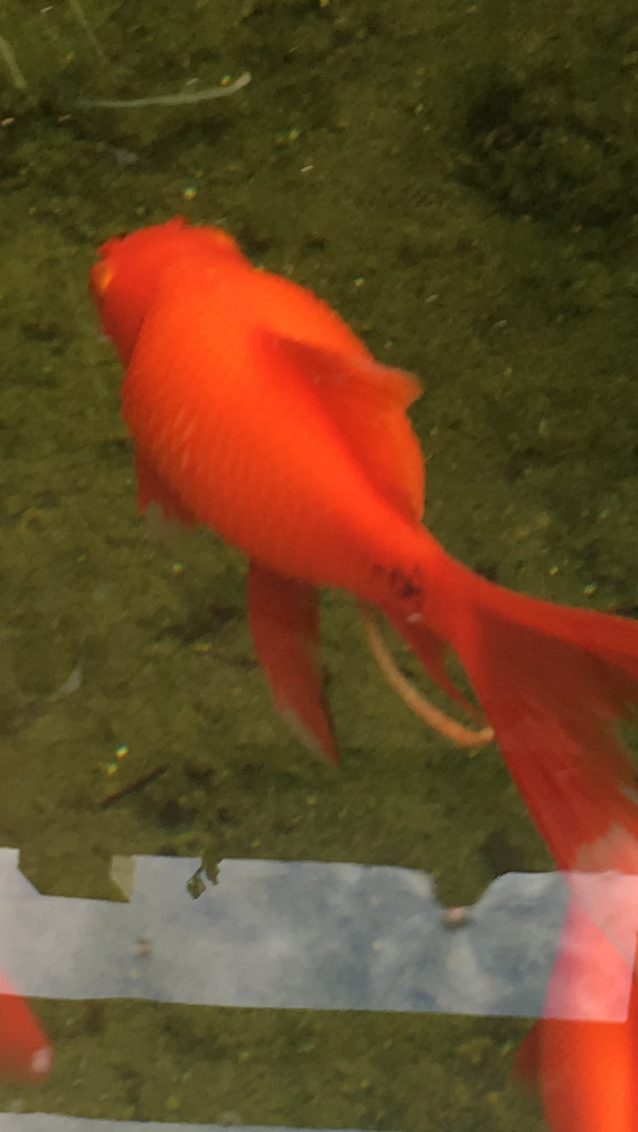 Dropsy: Does your goldfish look swollen? – The Goldfish Tank