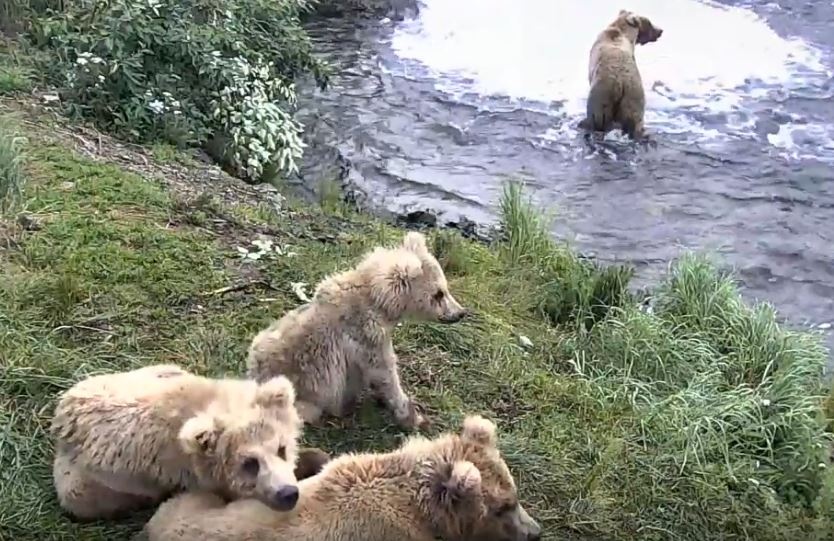 Bear Snapshot of the Day! 7/5 | Explore