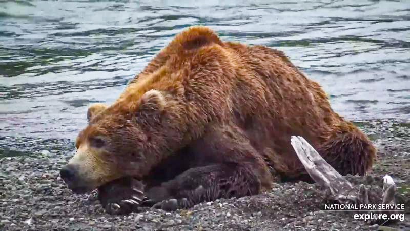 Disqus - Brown Bear Cam - Brooks Falls in Katmai National Park ...