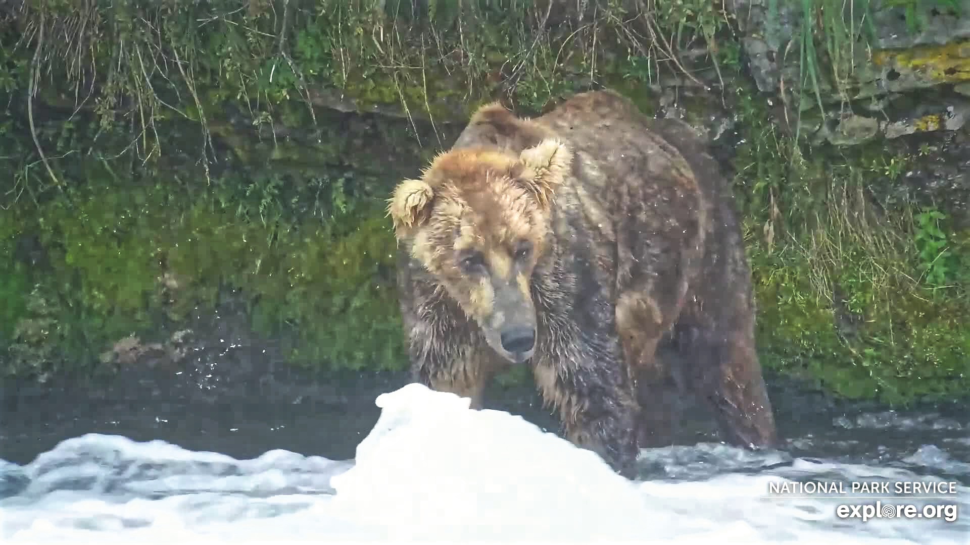 Disqus - Brown Bear Cam - Brooks Falls in Katmai National Park ...